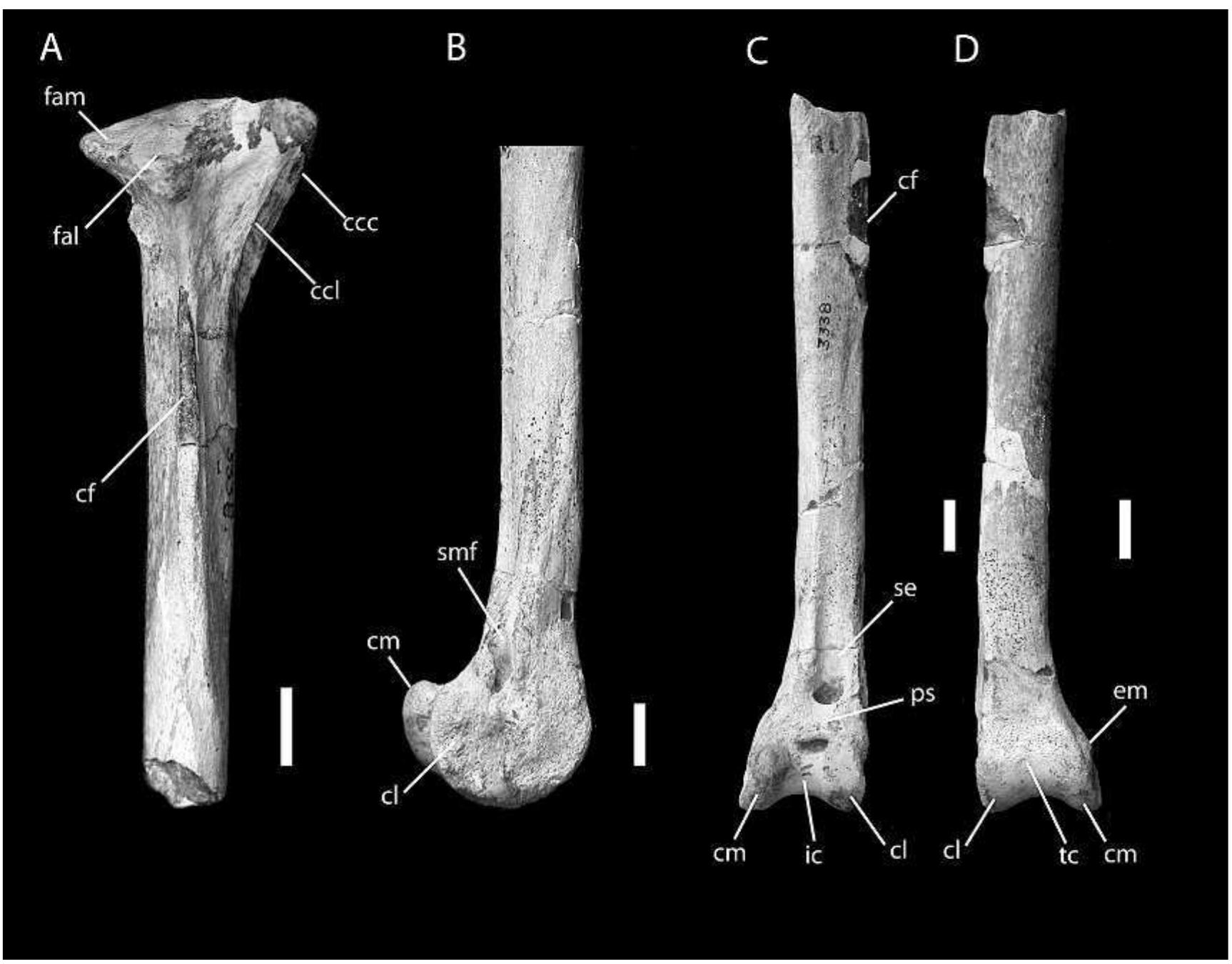 Proximal end of right tibiotarsus of paraptenodytes