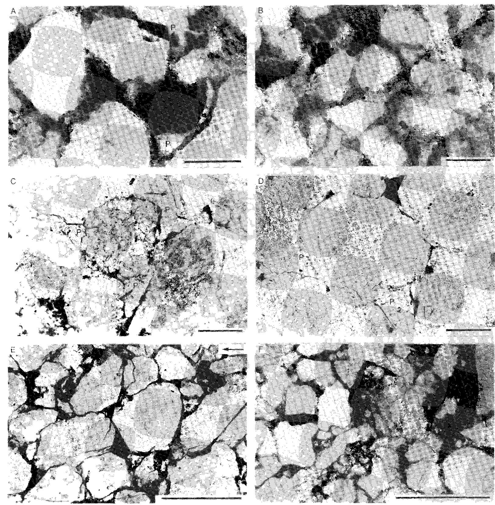 Photomicrographs of thin sections showing examples of