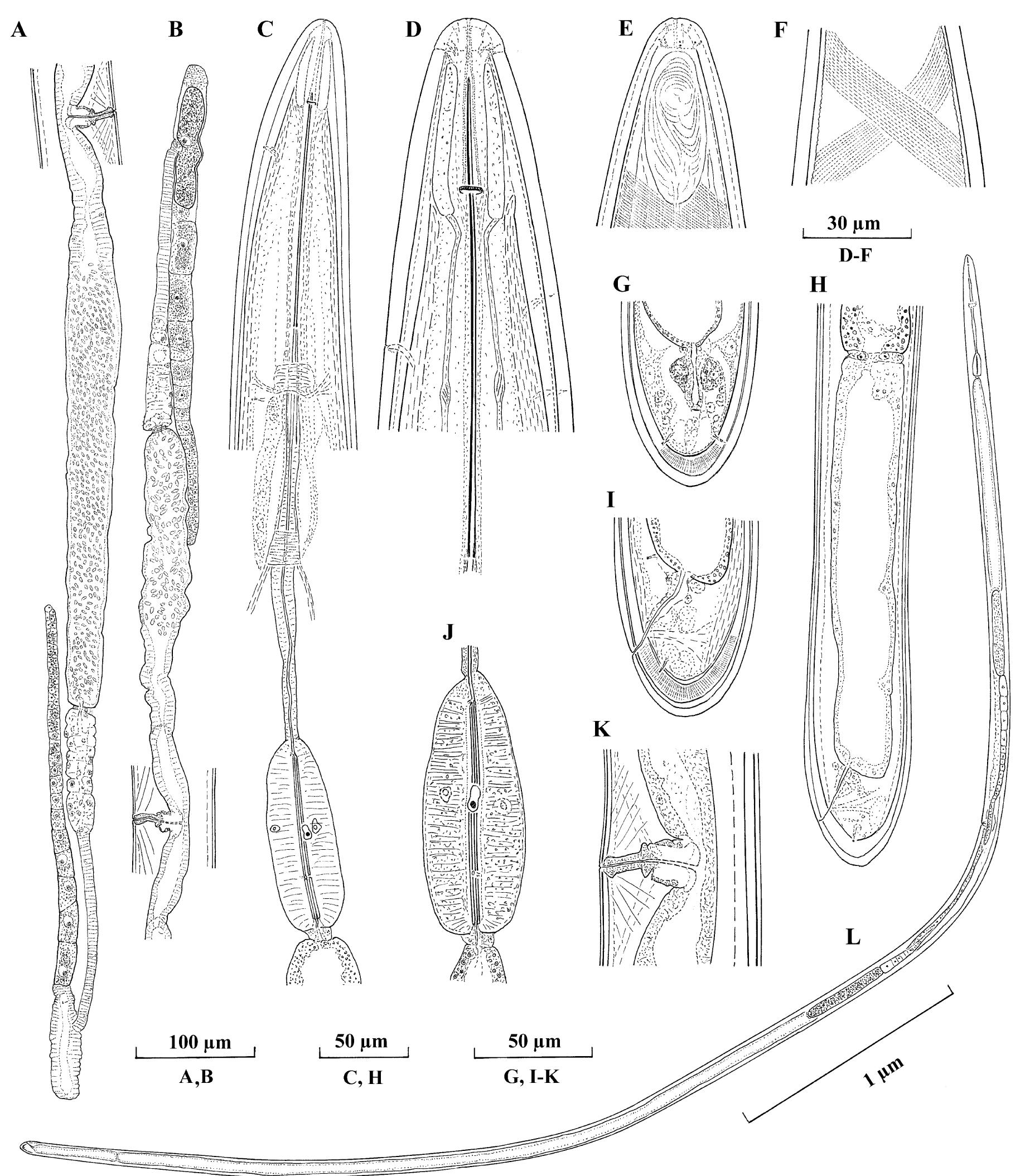 Longidorus mindanaoensis n. sp. female. a: posterior genital