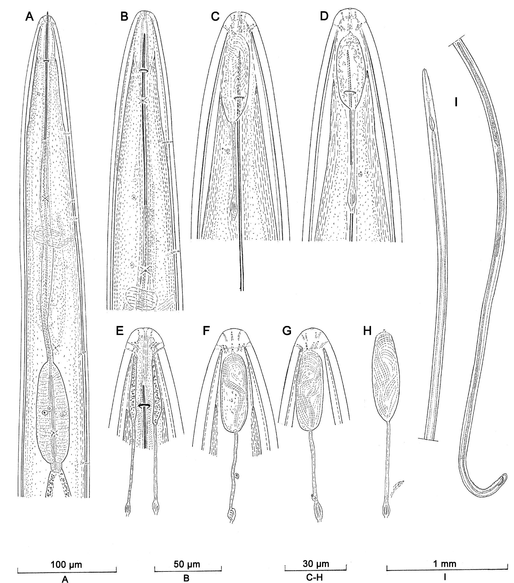 Longidorus mindanaoensis n. sp. male. a: neck region; b: