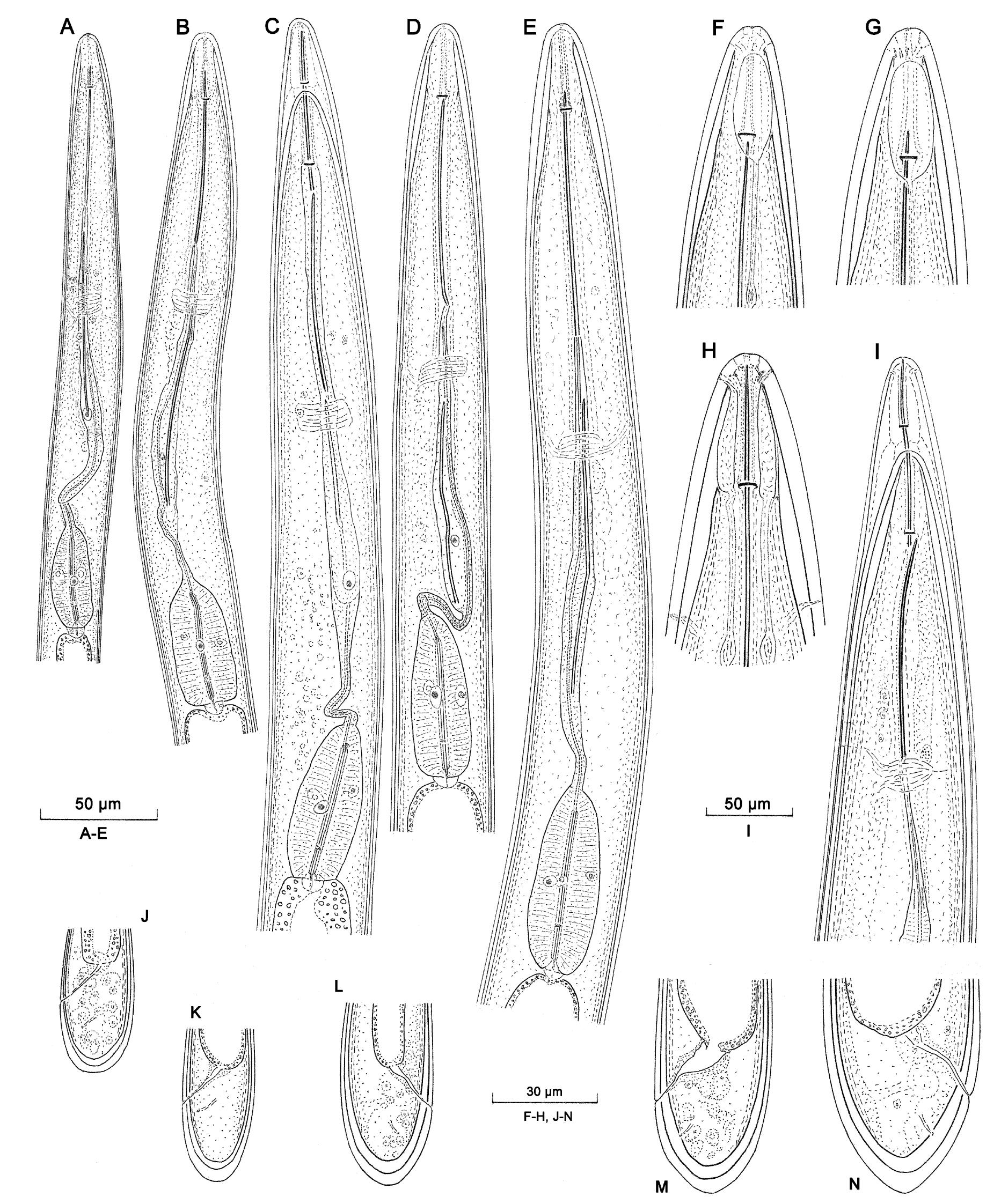 Longidorus mindanaoensis n. sp. juveniles. a-e: neck region.