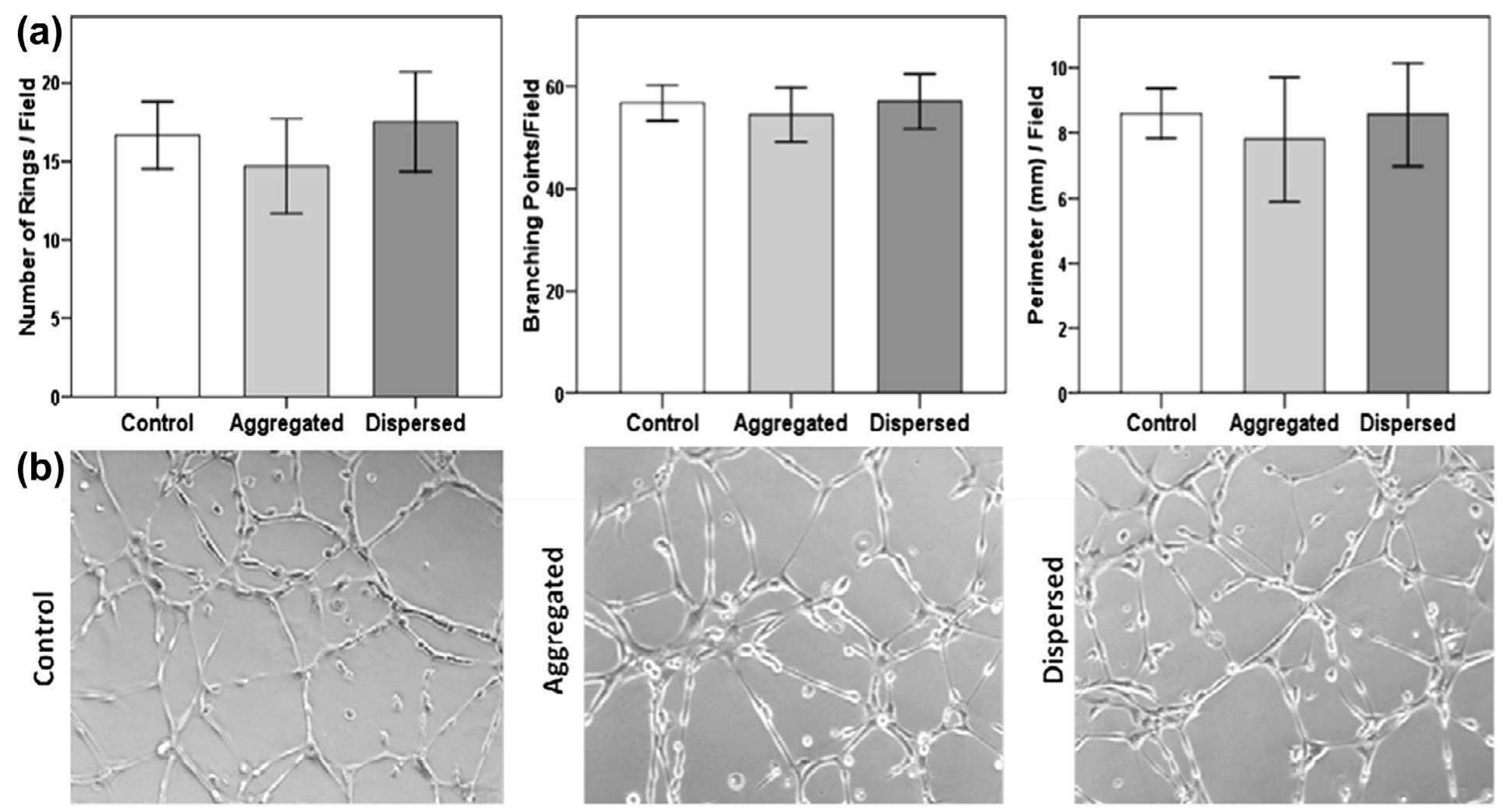 A matrigel assay with human oecs labeled or not (control)