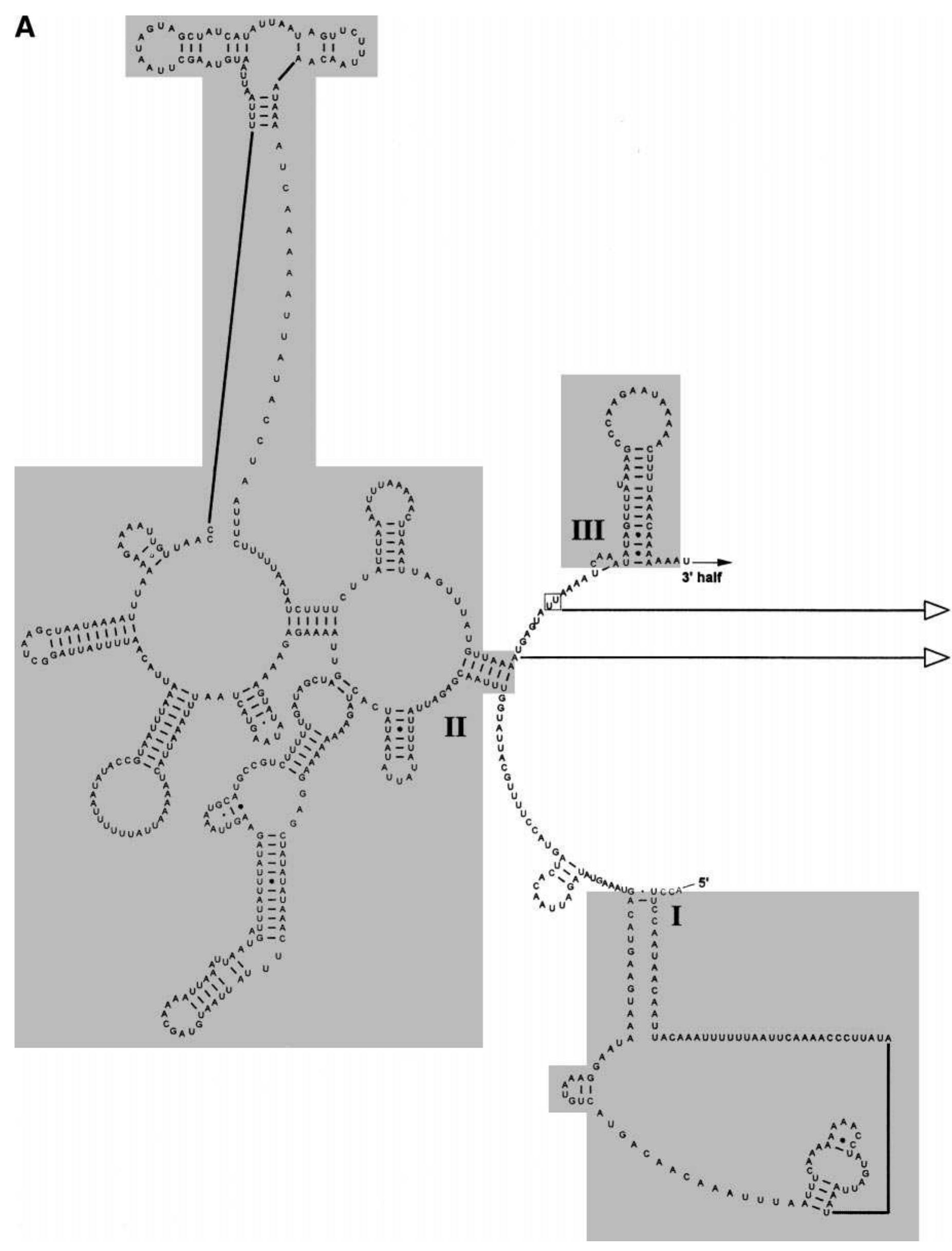 Secondary structure model of katharina tunicata