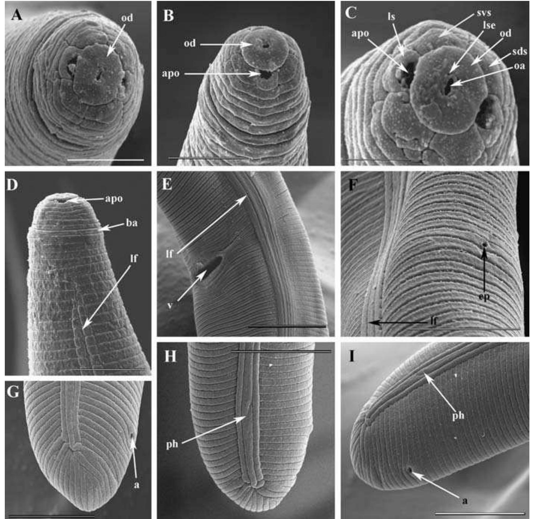 A-i. scanning electron microscope photographs of rotylenchus