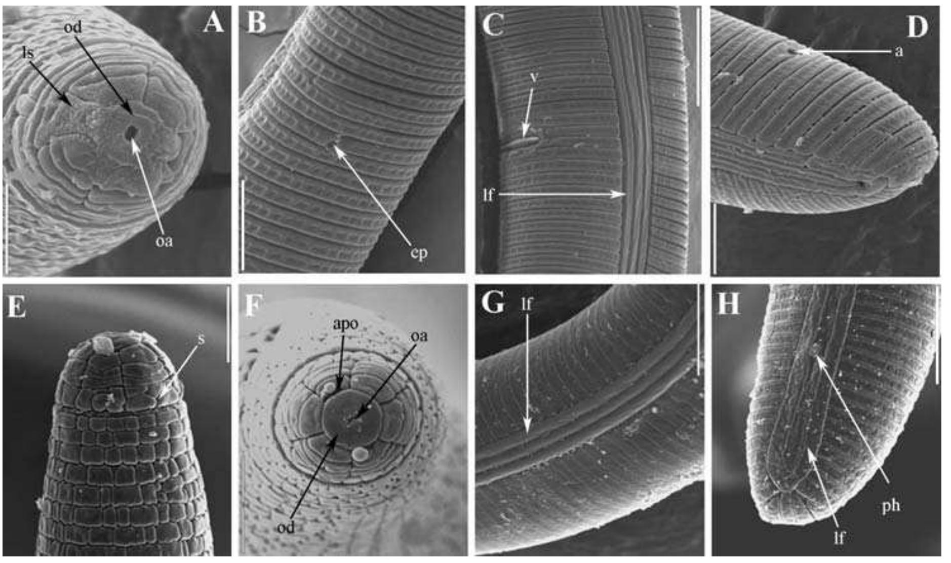 A-h. scanning electron microscope photographs of rotylenchus