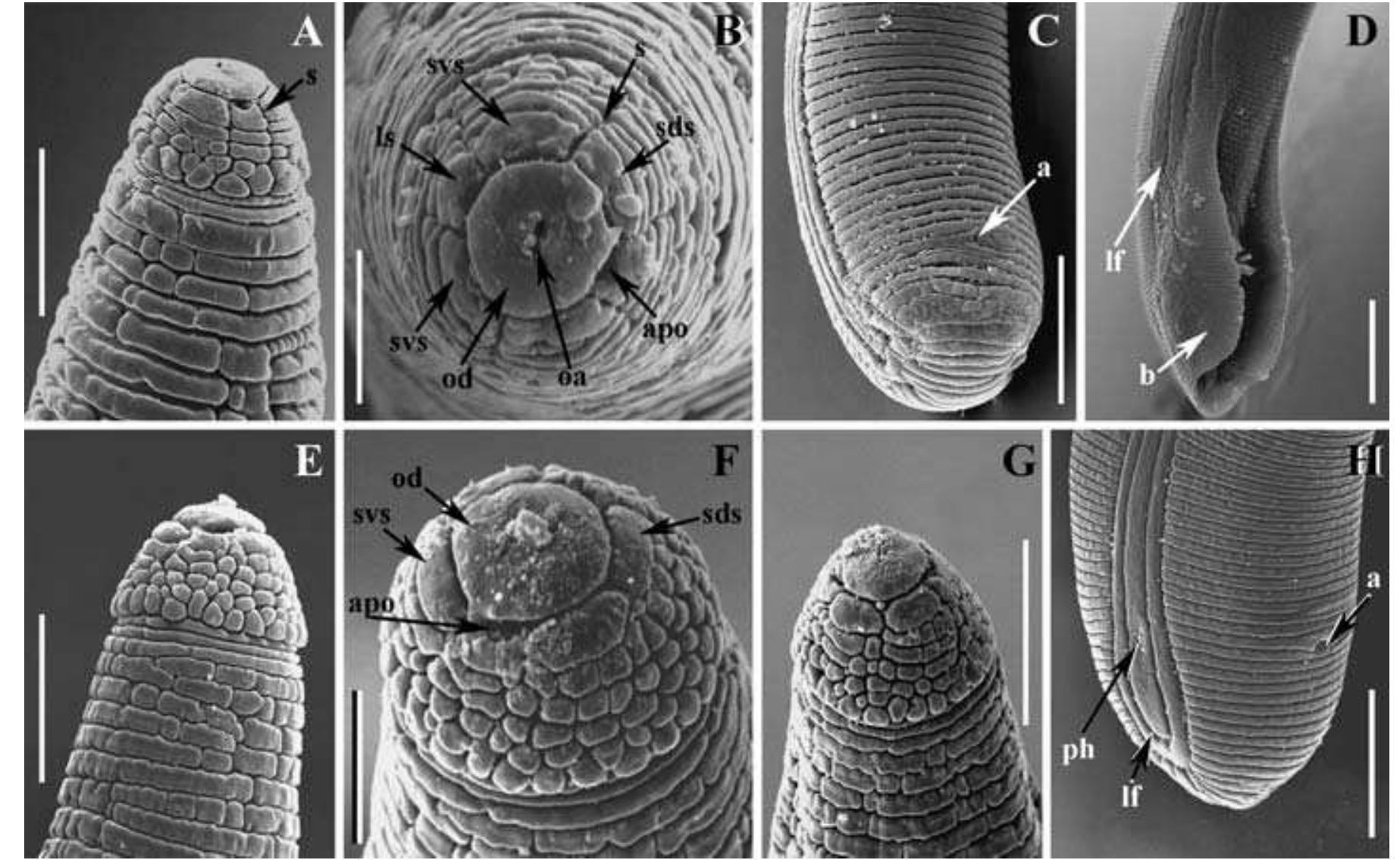 A-h. scanning electron microscope photographs of rotylenchus