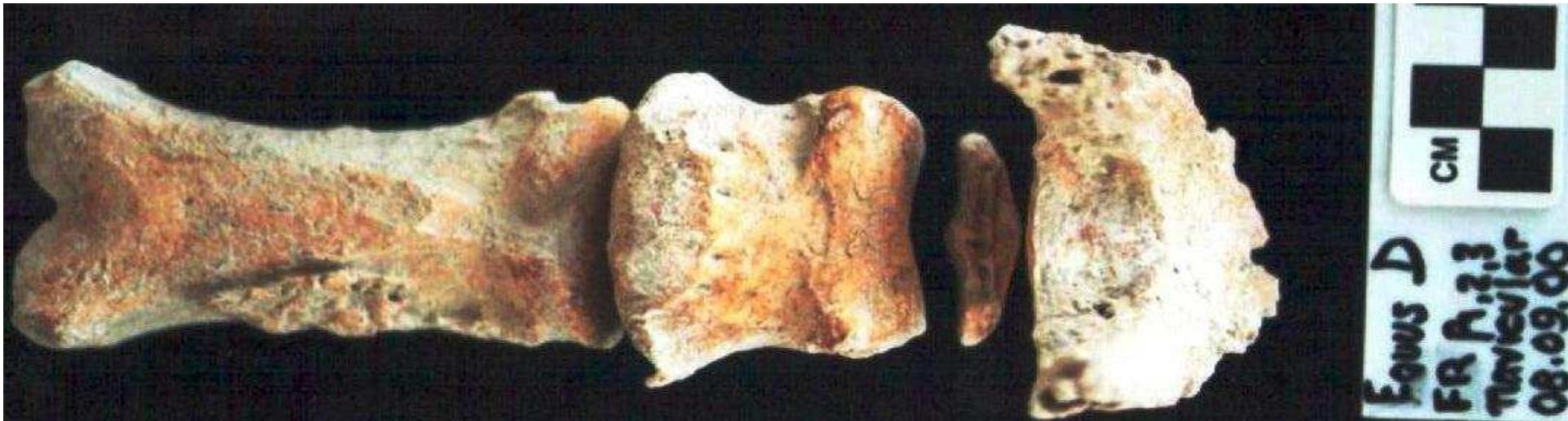 Phalanges and the navicular bone of the front left of