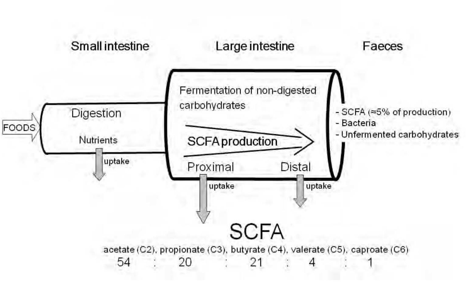 In the small intestine digestion and absorption of different