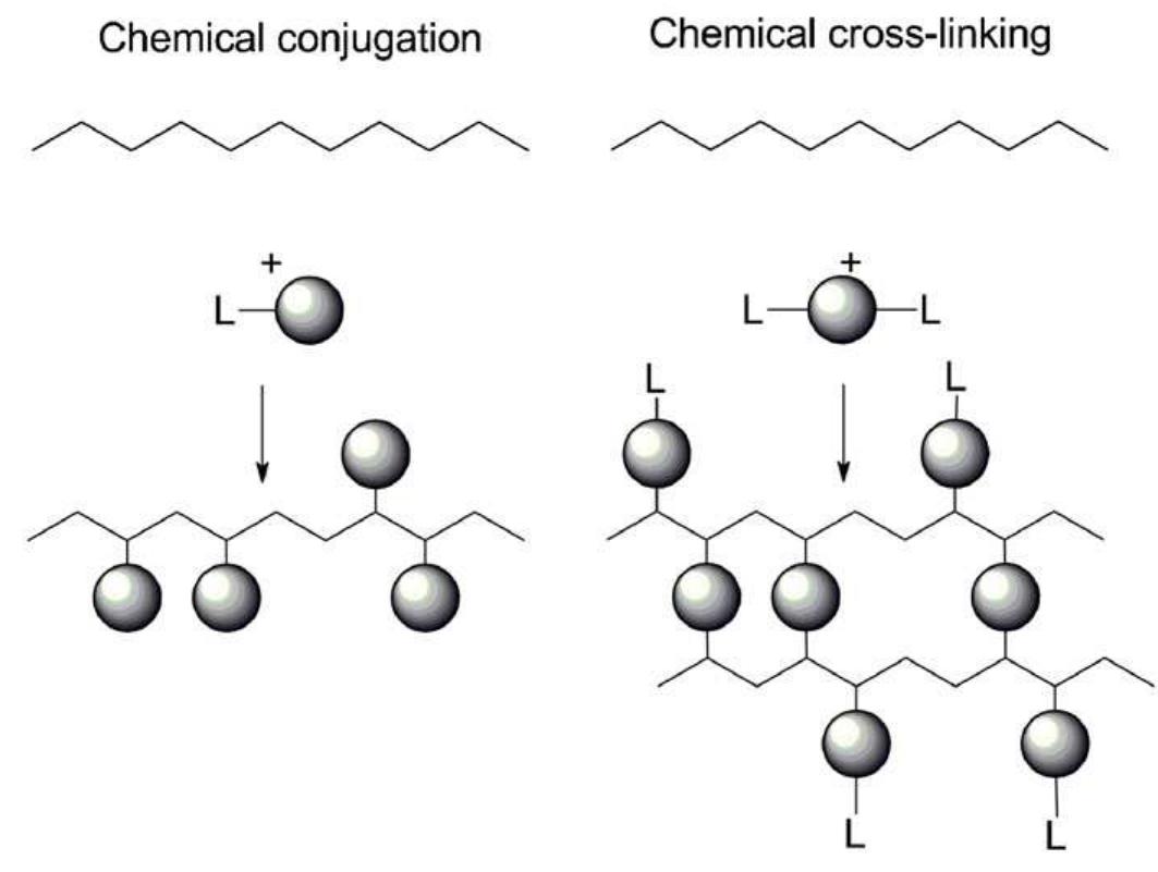 Chemical conjugation and chemical cross-linking of a