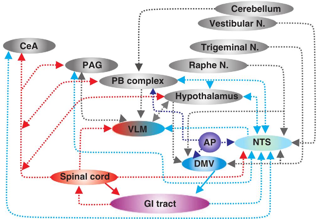 Schematic representation of neuroanatomical connections