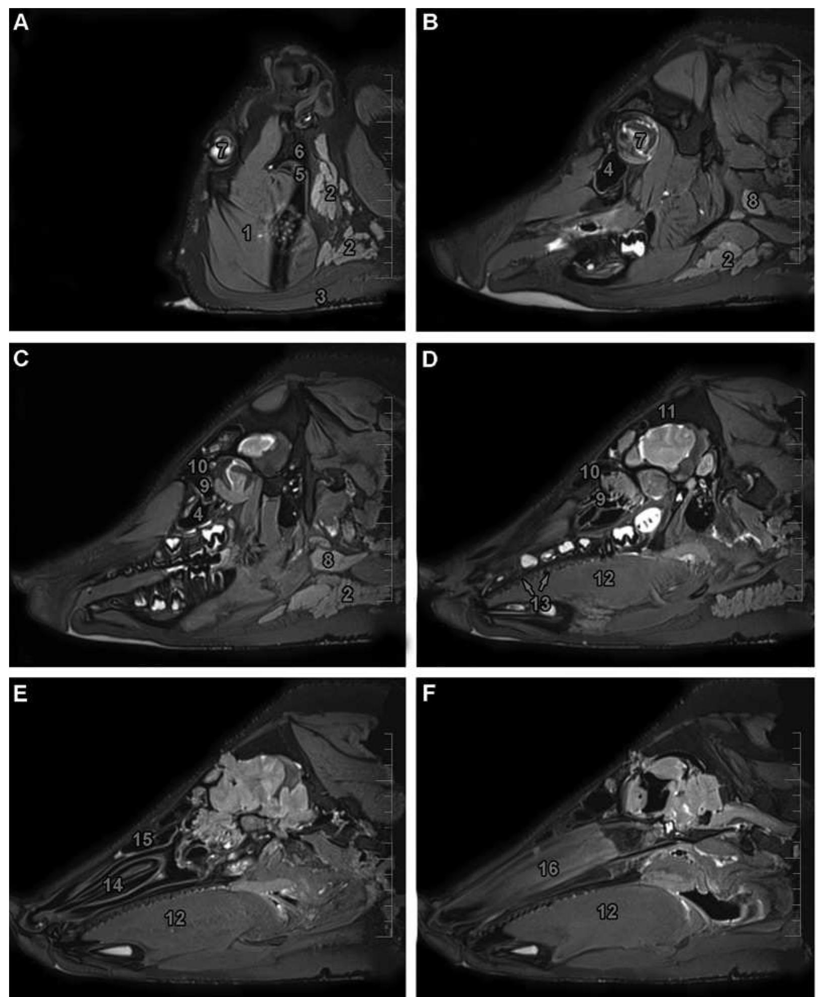 Mri of pig head (sagittal plane). 1: m. masseter, 2: gl.