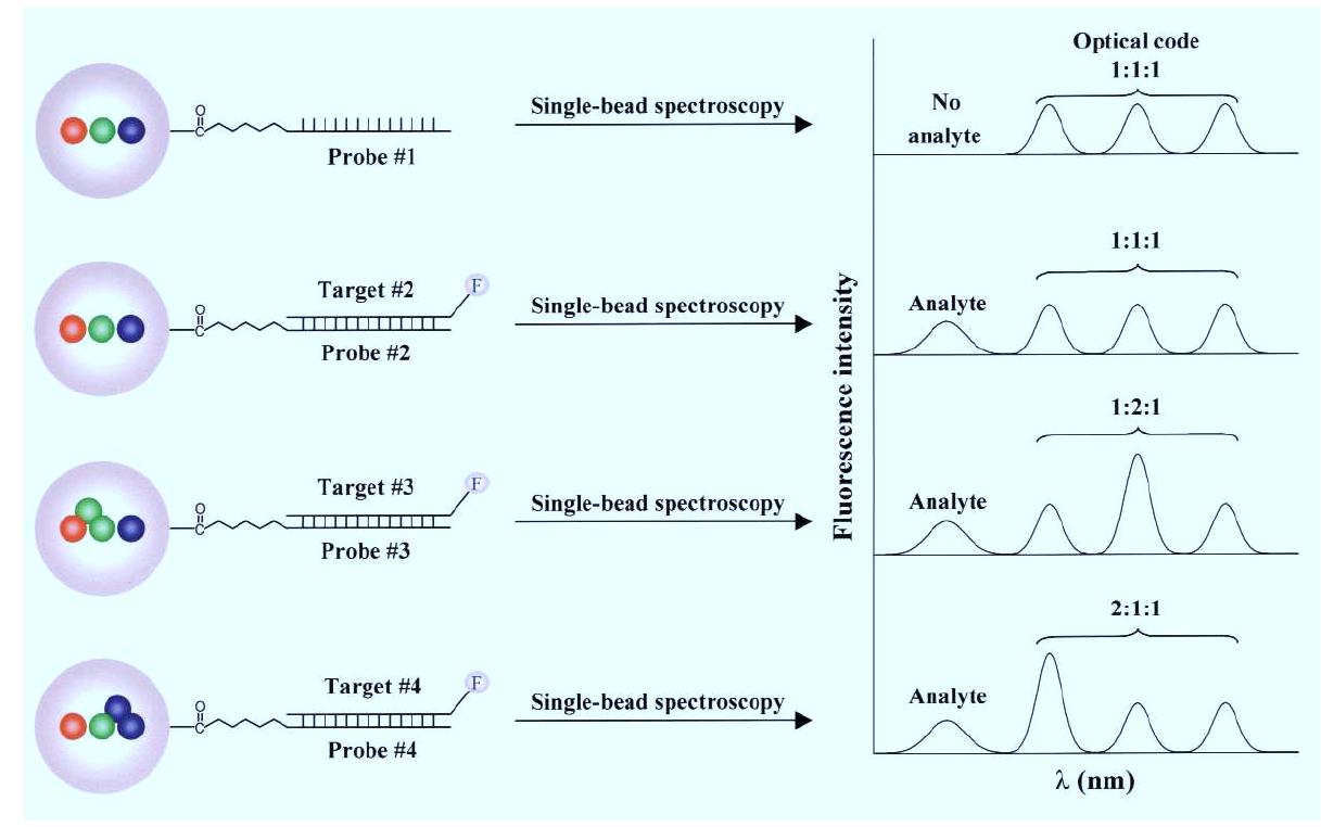 Schematic illustration of dna hybridization assays using