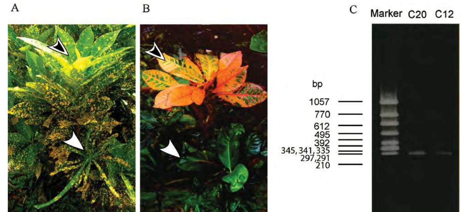 Figure 8 - from Croton Codiaeum variegatum (L.) Blume