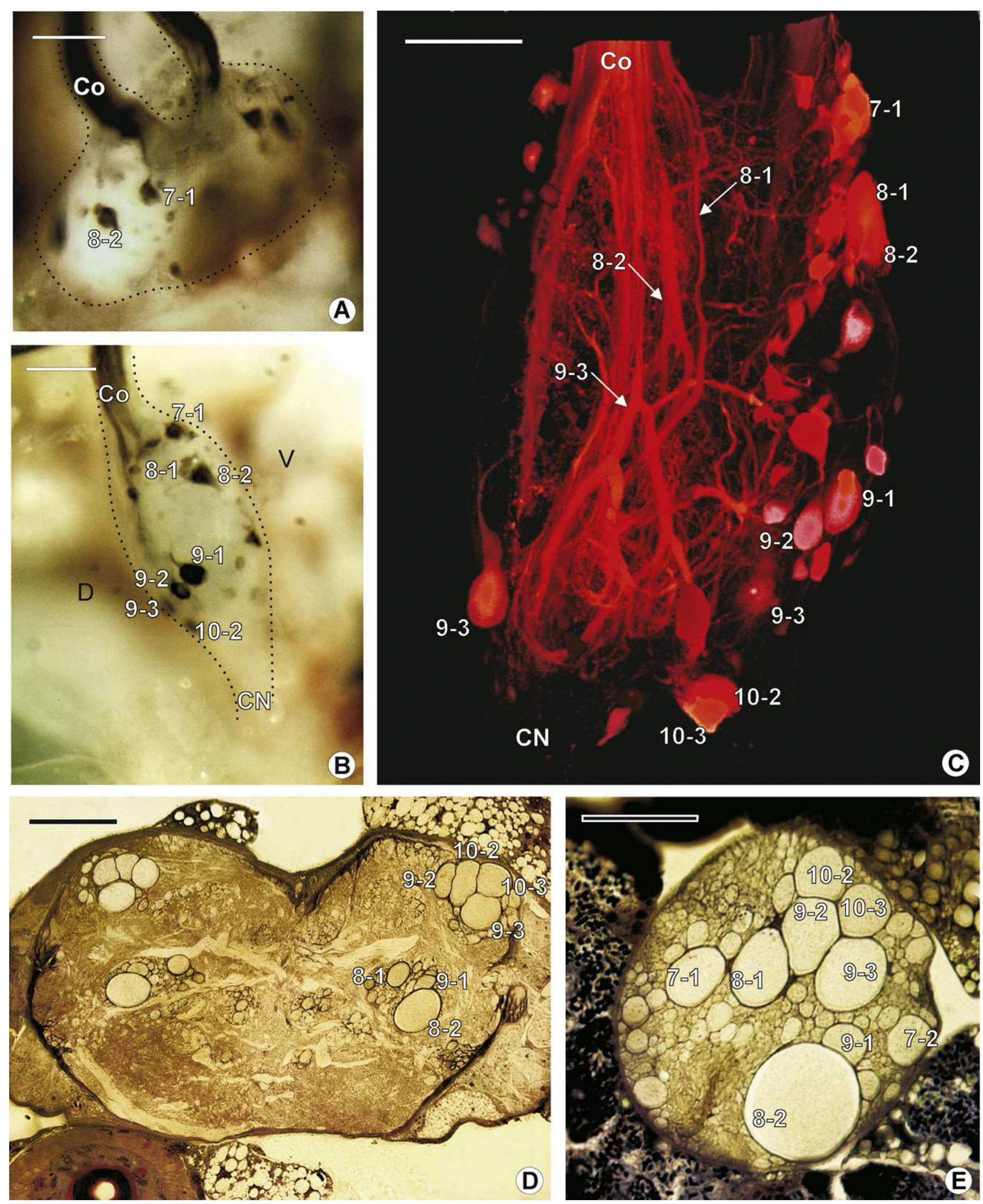 (a and b) photographs of the terminal abdominal ganglion in