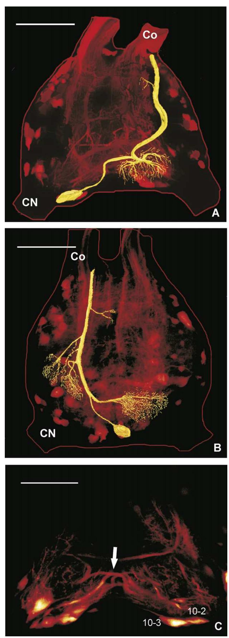 Confocal micrographs showing the interneurons labeled