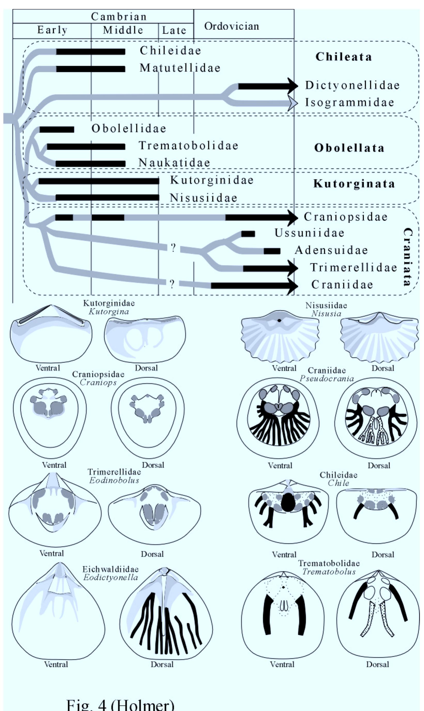 (PDF) Phylogeny and classification: Linguliformea and Craniiformea