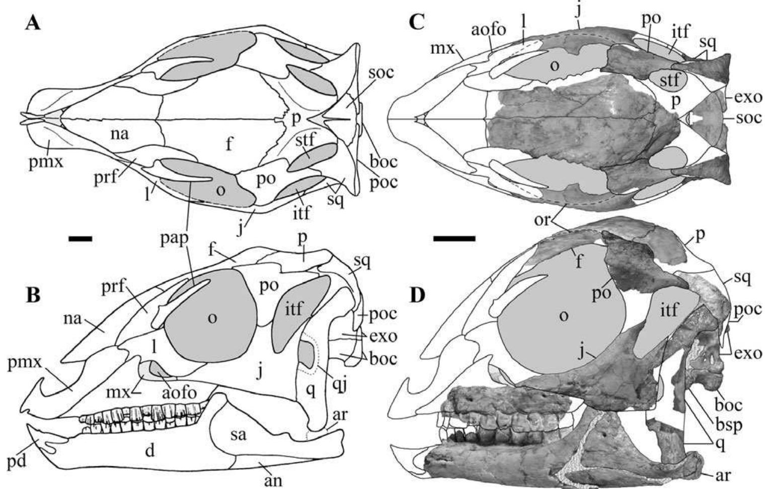 Reconstruction and comparison of the skull bspg as i 834
