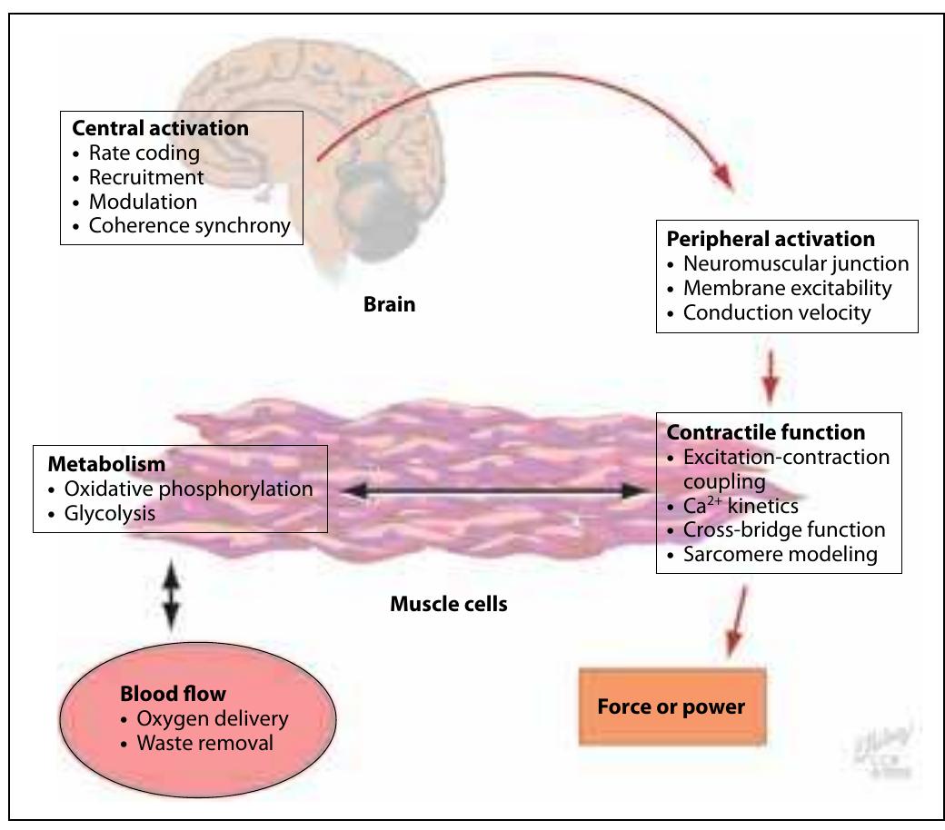Mechanisms associated with muscle activation