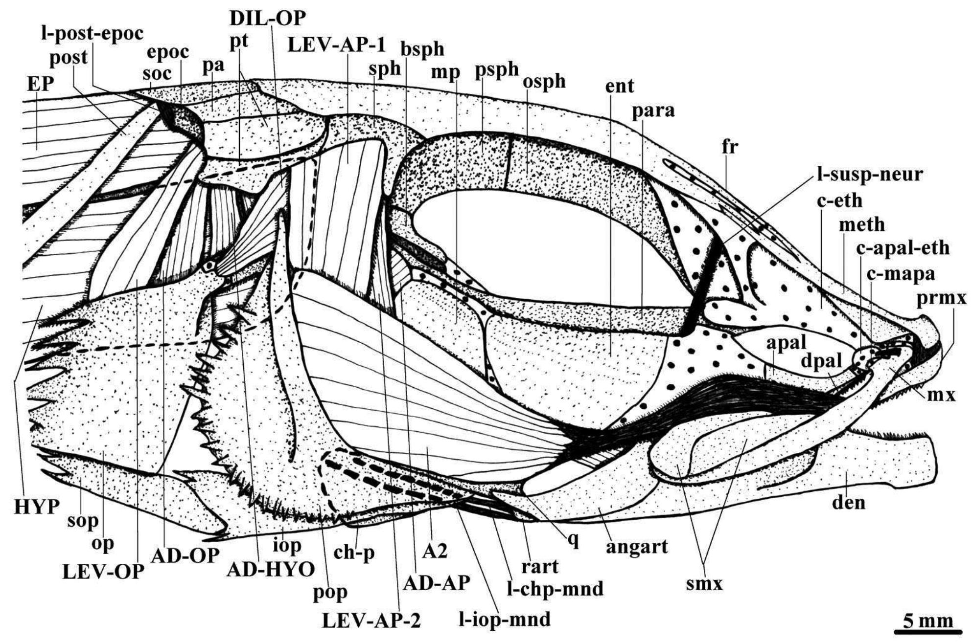 Lateral view of the cephalic musculature of alepocephalus