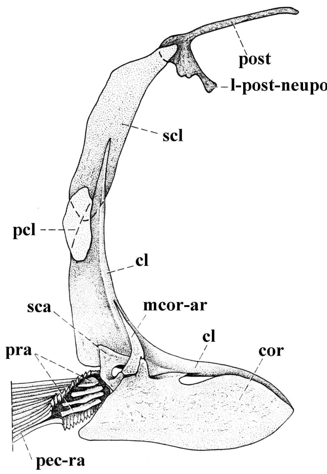 Mesial view of the pectoral girdle of hiodon tergisus
