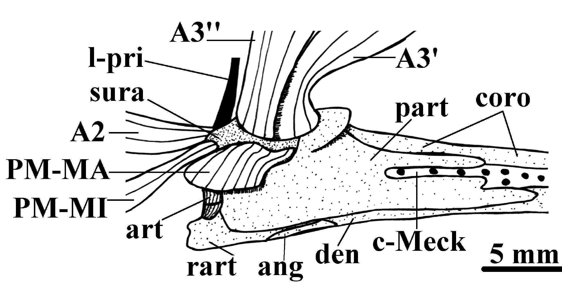 Mesial view of the left mandible and adductor mandibulae of