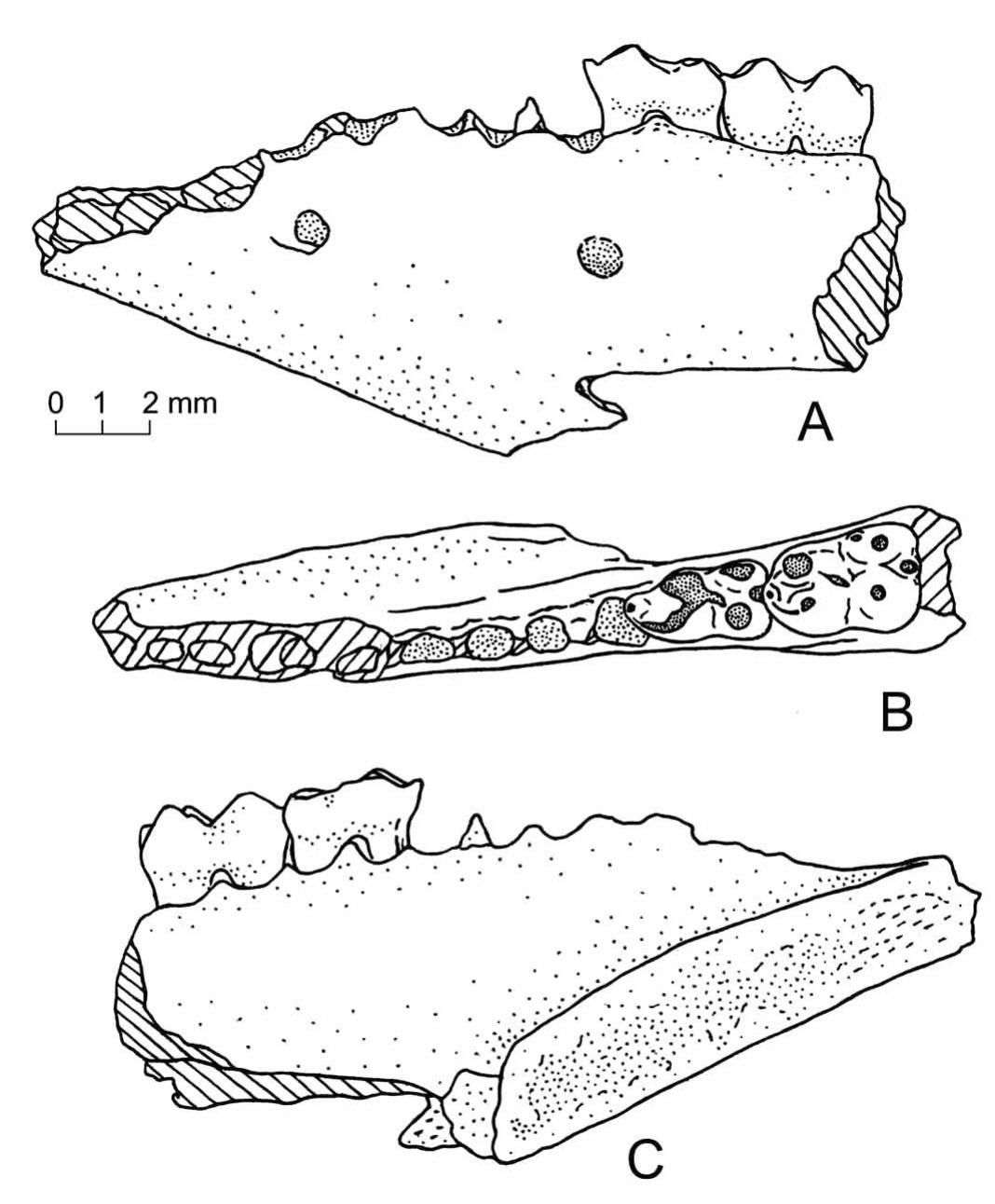 Tsaganohyus pecus, pin 3104-479, holotype, labial (a),