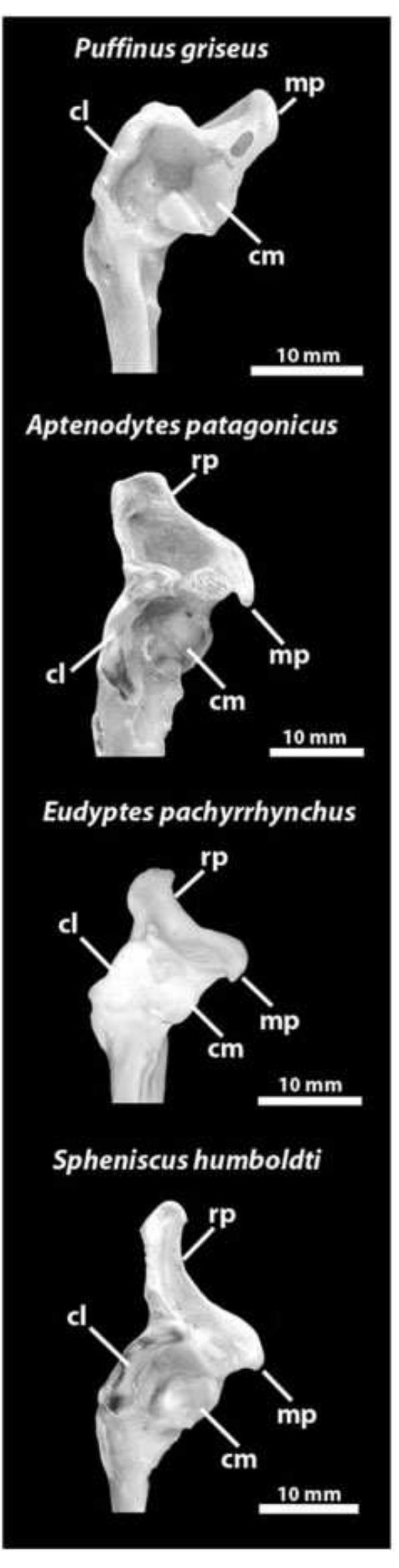 Closeups of the articular area of right mandible in dorsal