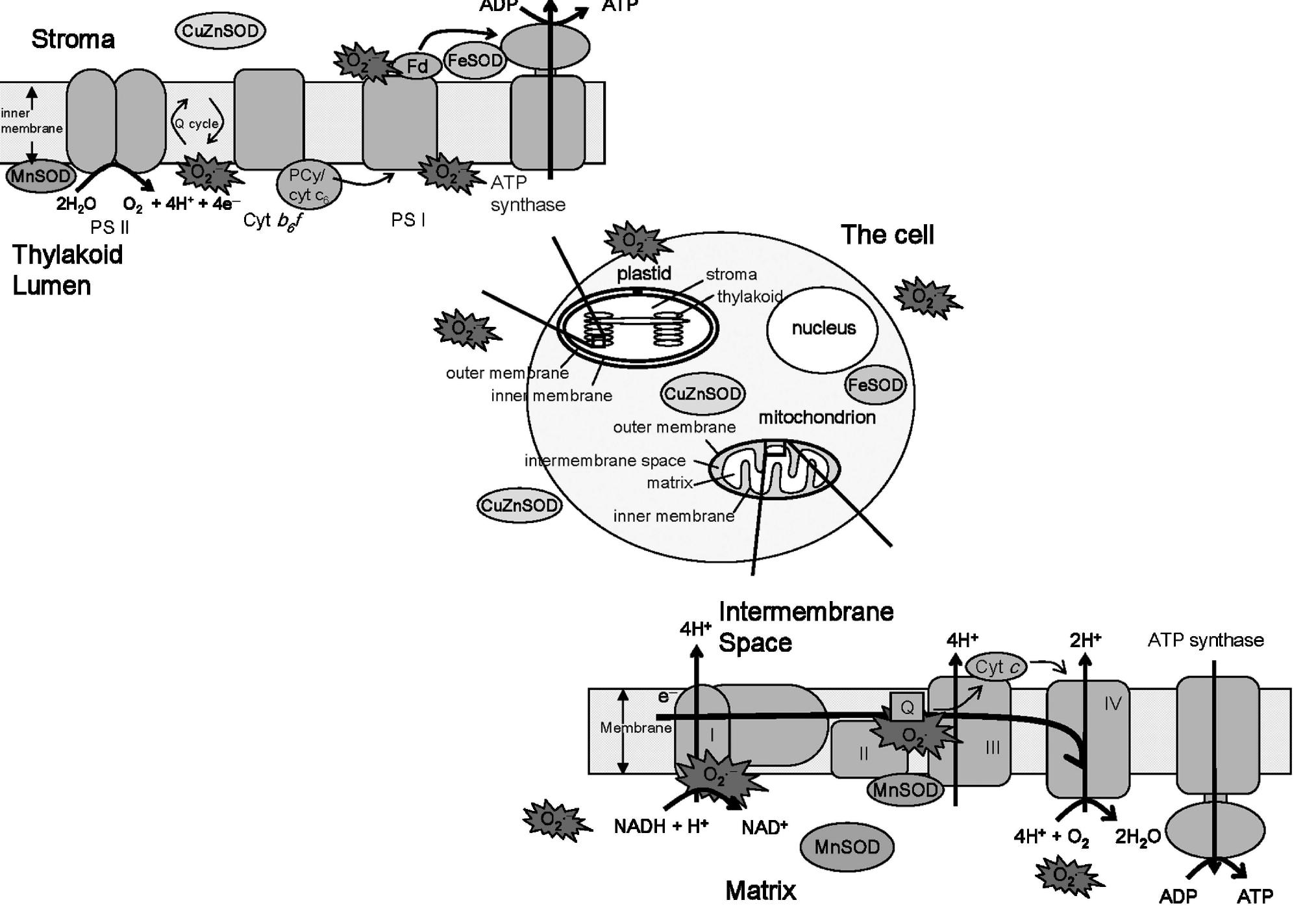 Fic 3 Subcellular Localization Of Sods This Conceptual