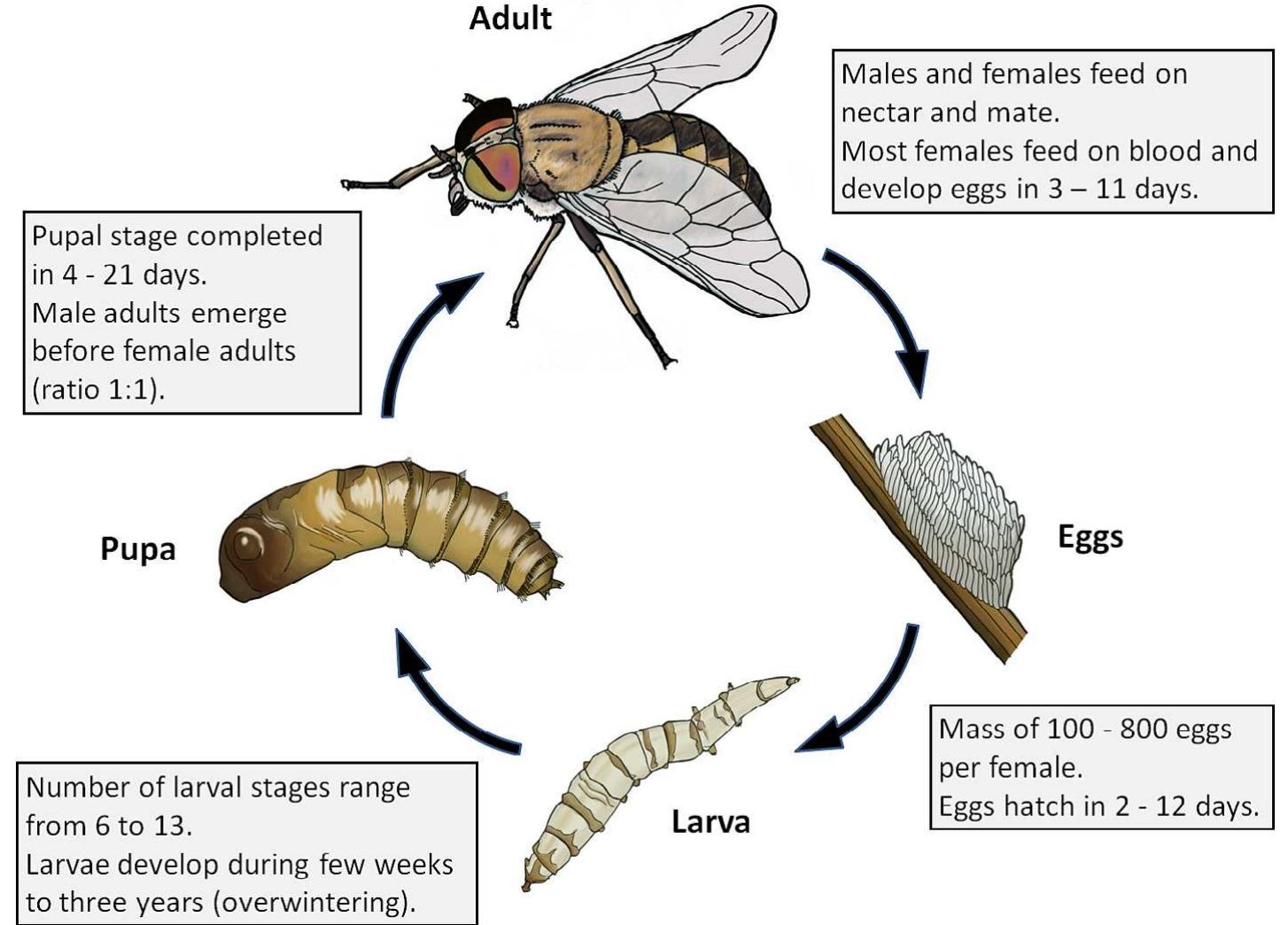 Life cycle of tabanids (drawing: baldacchino f., ink: bosco