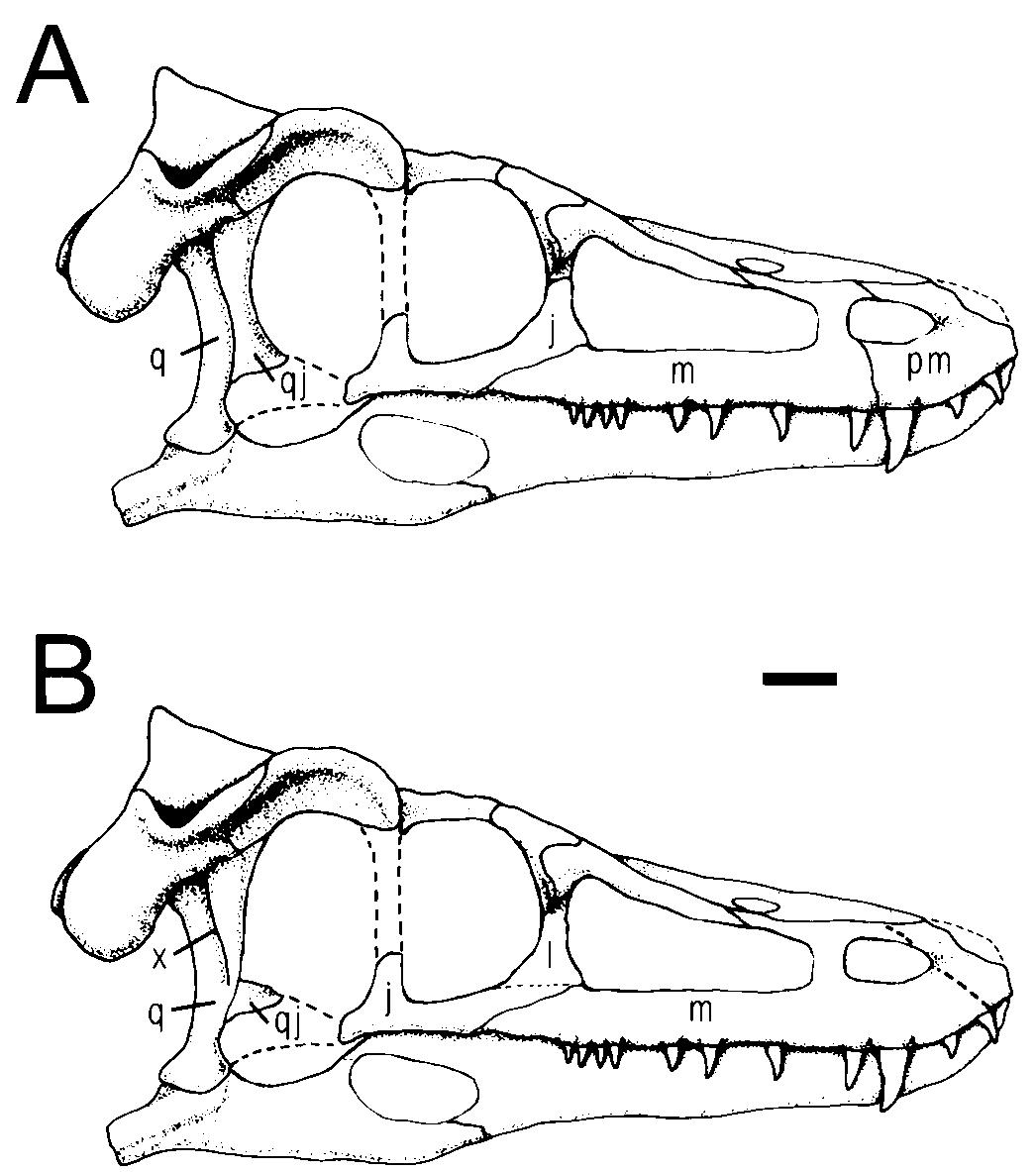 Reconstructions of the skull of pseudhesperosuchus jach-