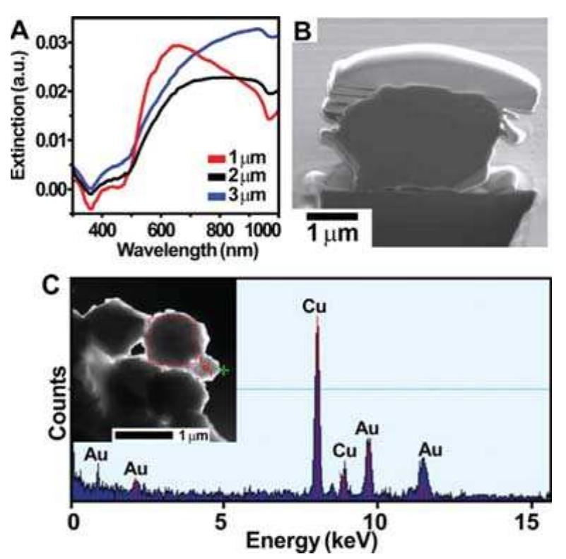 The uv-vis spectra of the aumps with various diameters