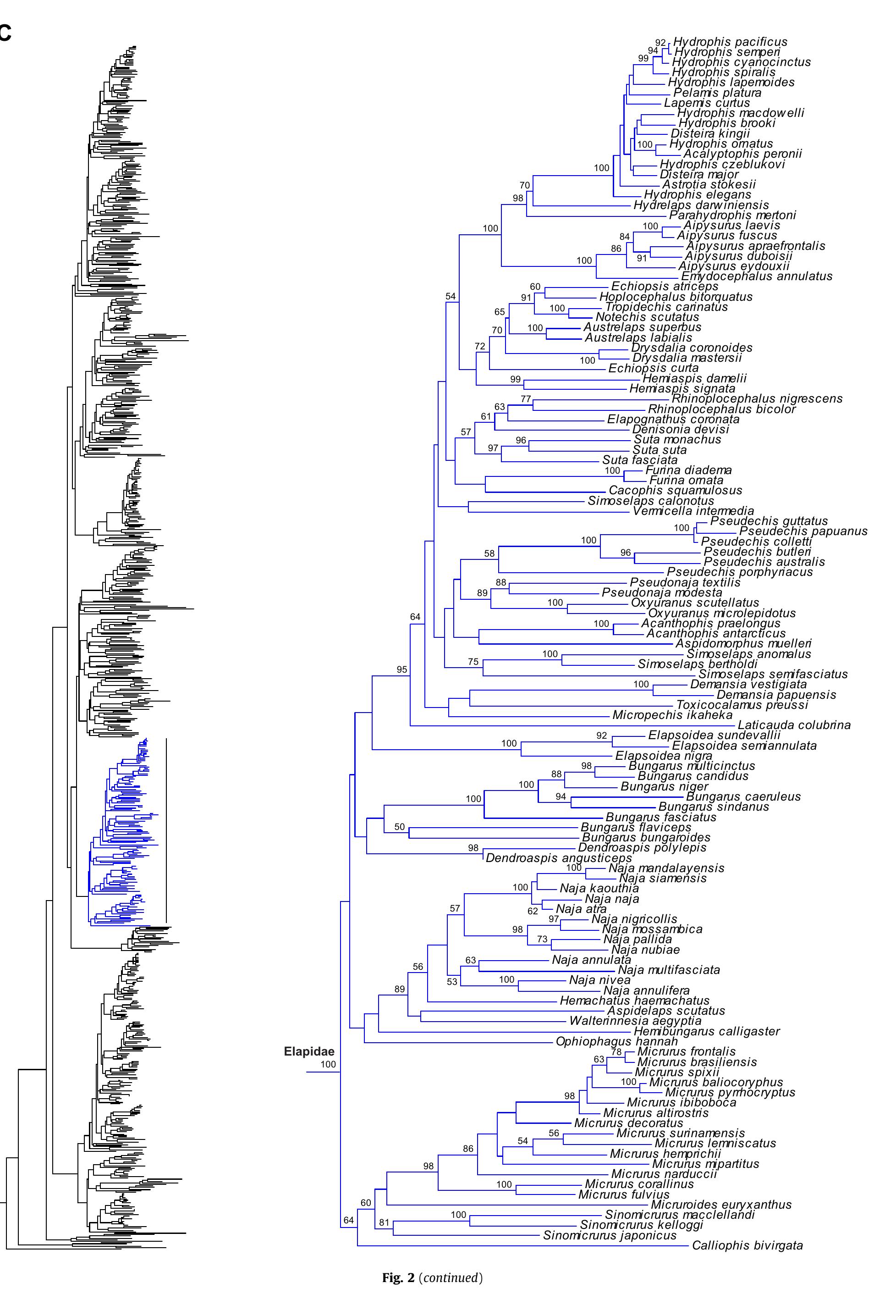 Figure 4 - The phylogeny of advanced snakes (Colubroidea),