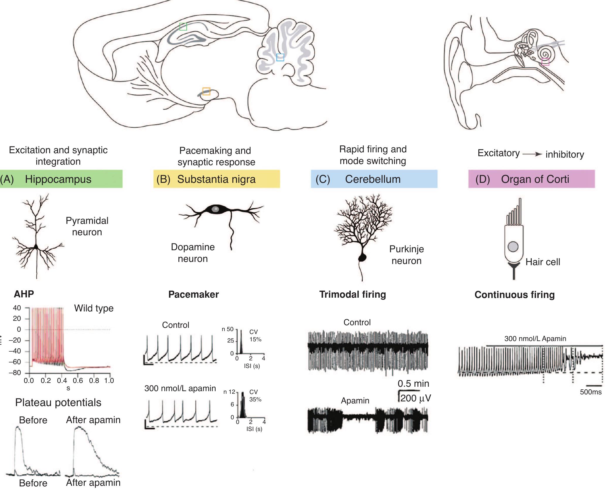 Physiological functions of kca2 channels. schematic