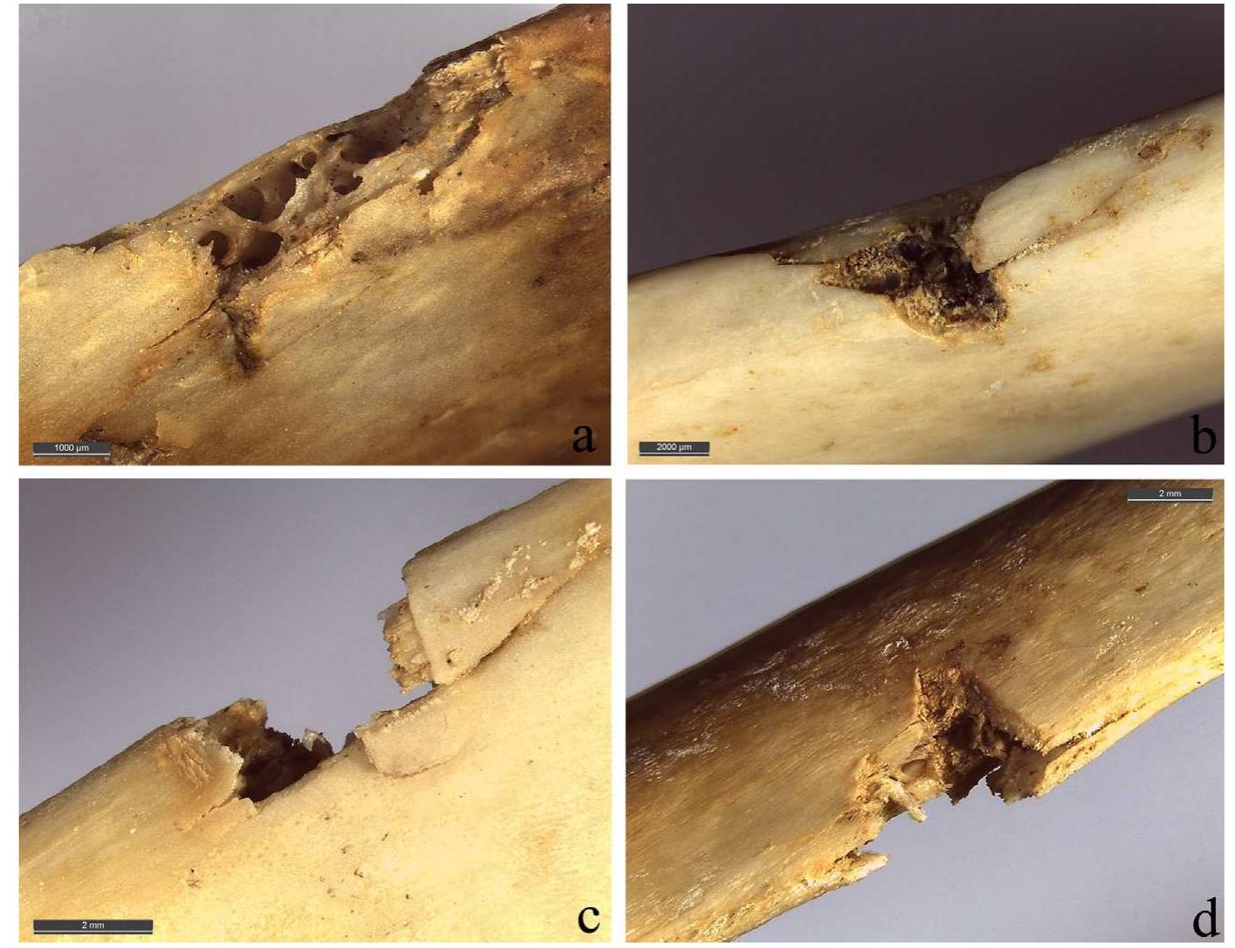 Experimental drag marks on ribs (c and d same element).