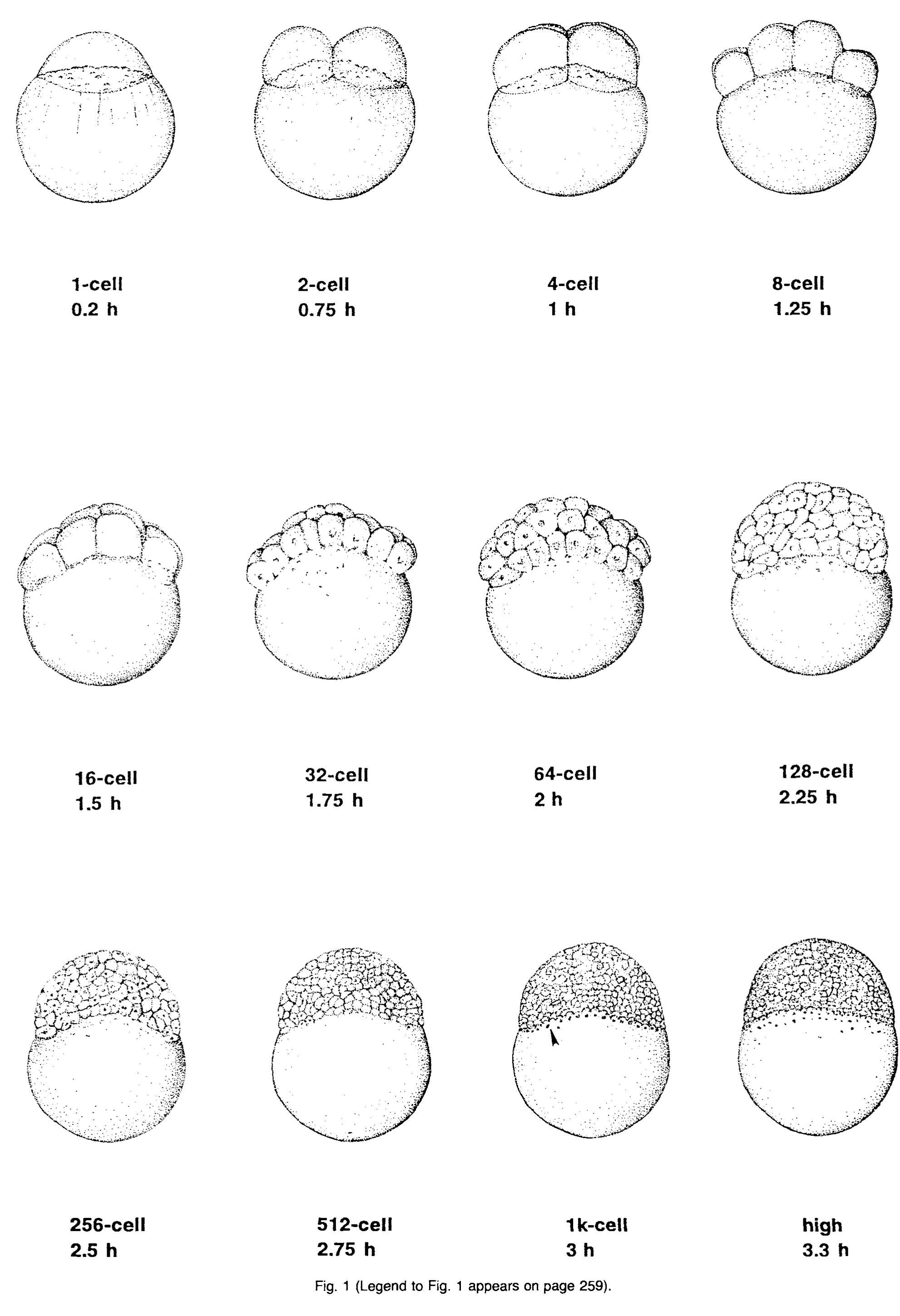 Figure 1 - Stages of embryonic development of the zebrafish