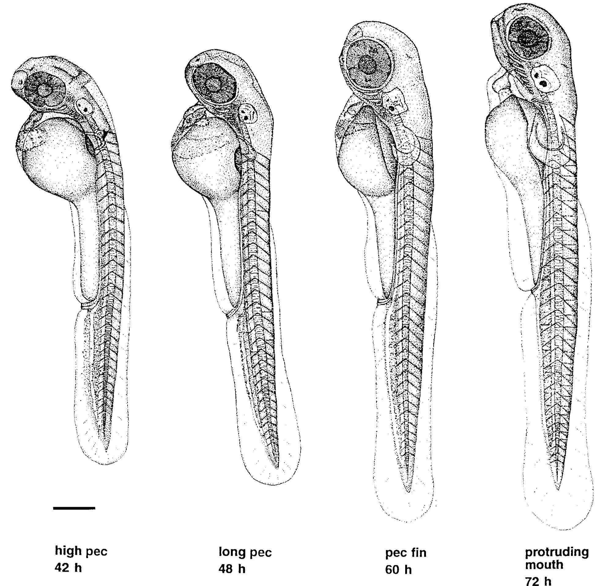 (PDF) Stages of embryonic development of the zebrafish