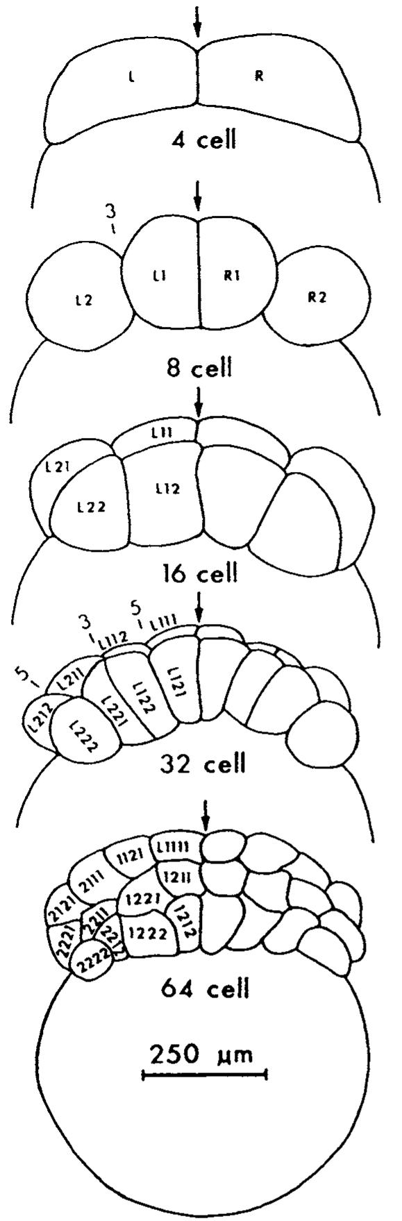 Figure 10 - Stages of embryonic development of the zebrafish