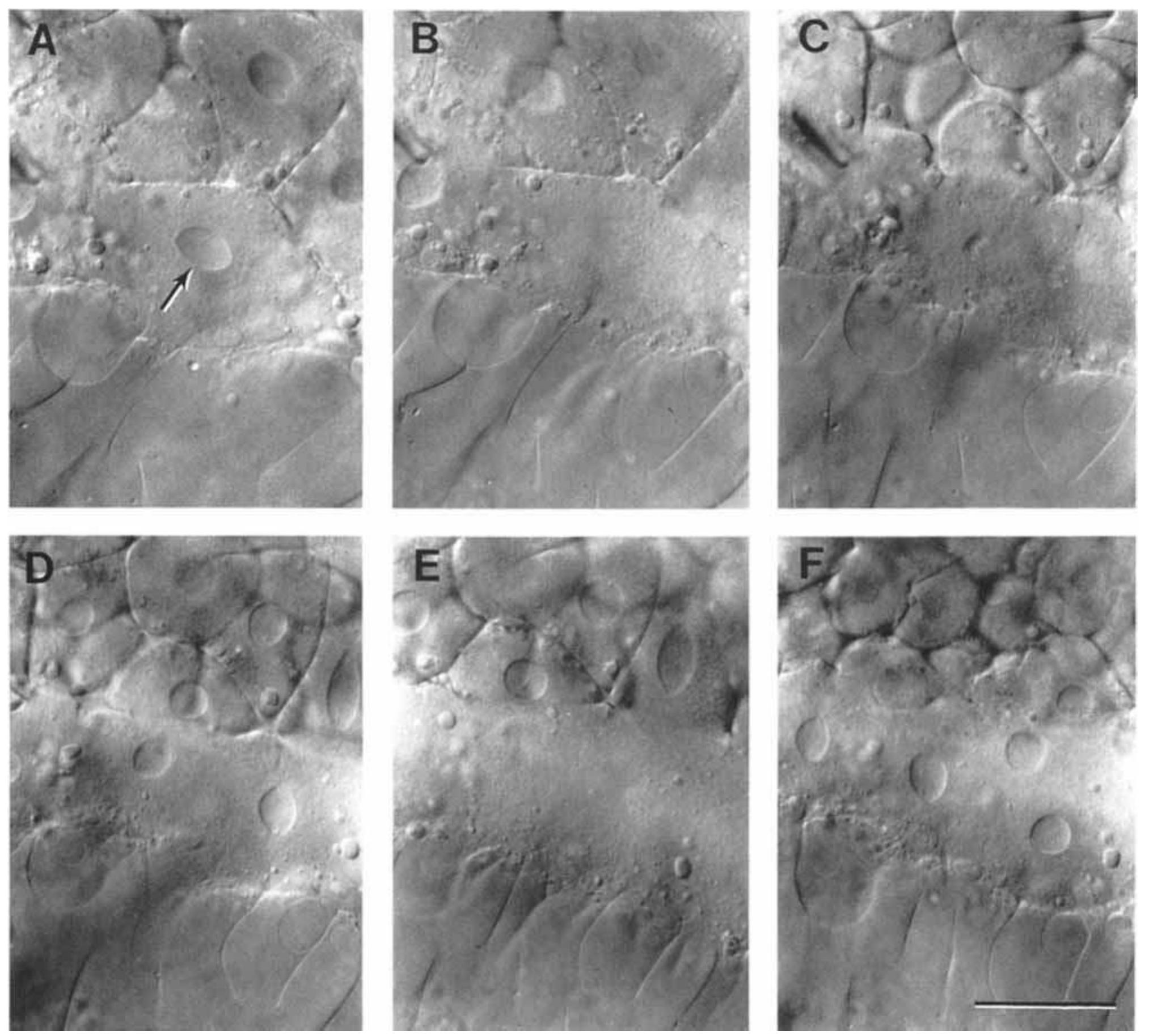 (PDF) Stages of embryonic development of the zebrafish