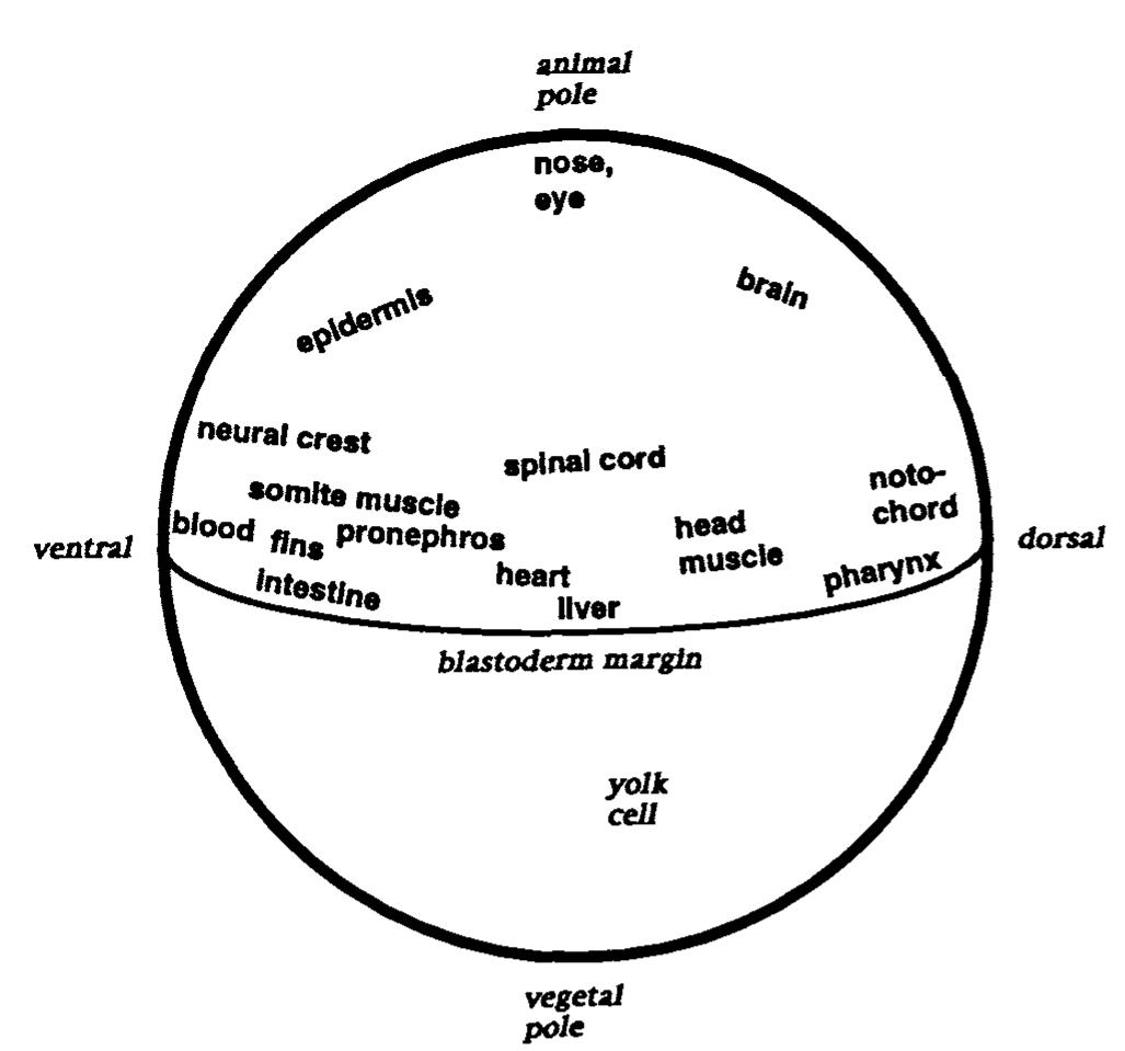 (PDF) Stages of embryonic development of the zebrafish