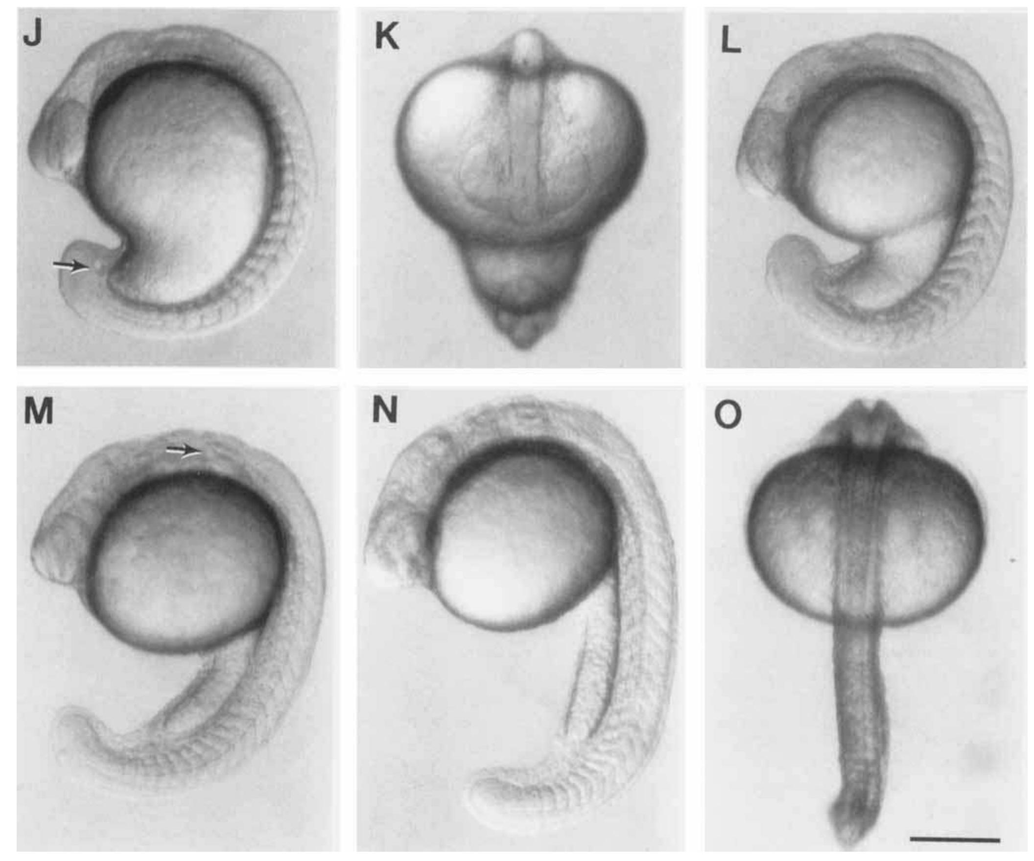 (PDF) Stages of embryonic development of the zebrafish