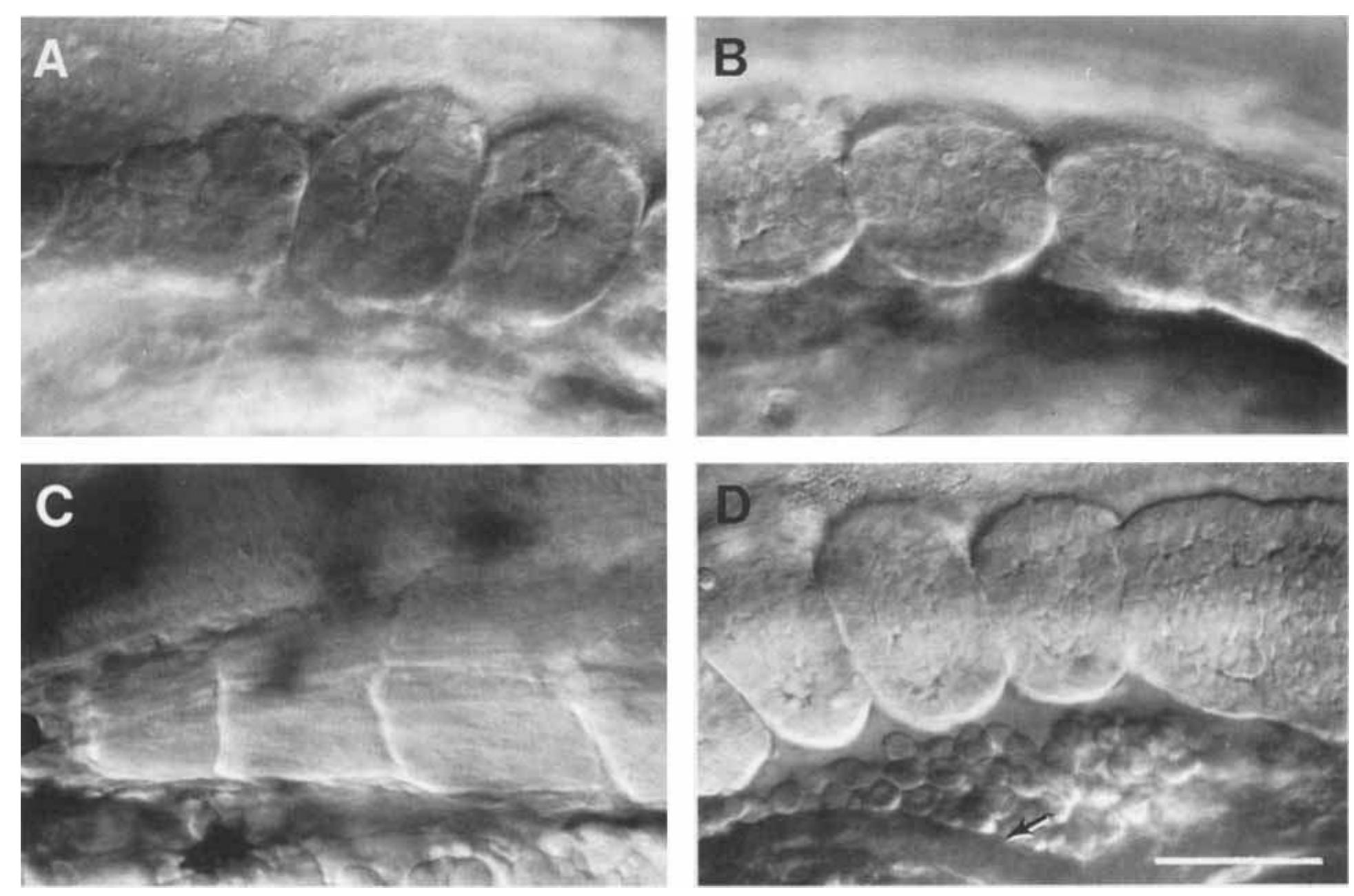 (PDF) Stages of embryonic development of the zebrafish