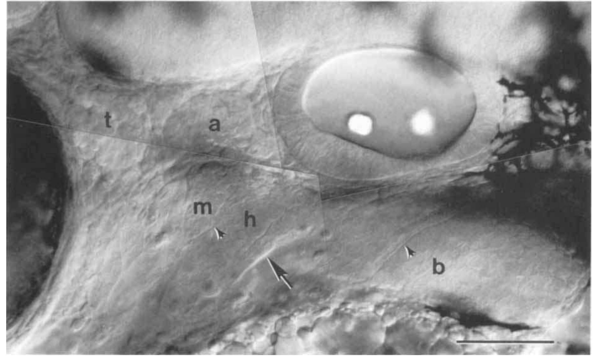 (PDF) Stages of embryonic development of the zebrafish