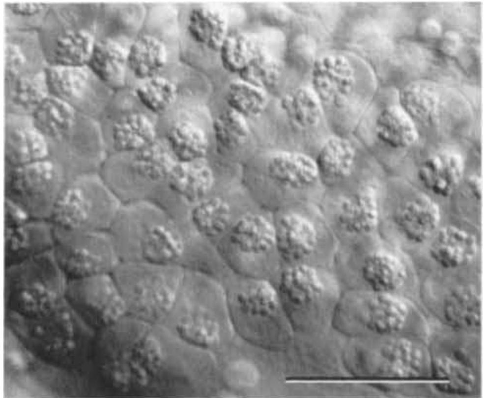(PDF) Stages of embryonic development of the zebrafish