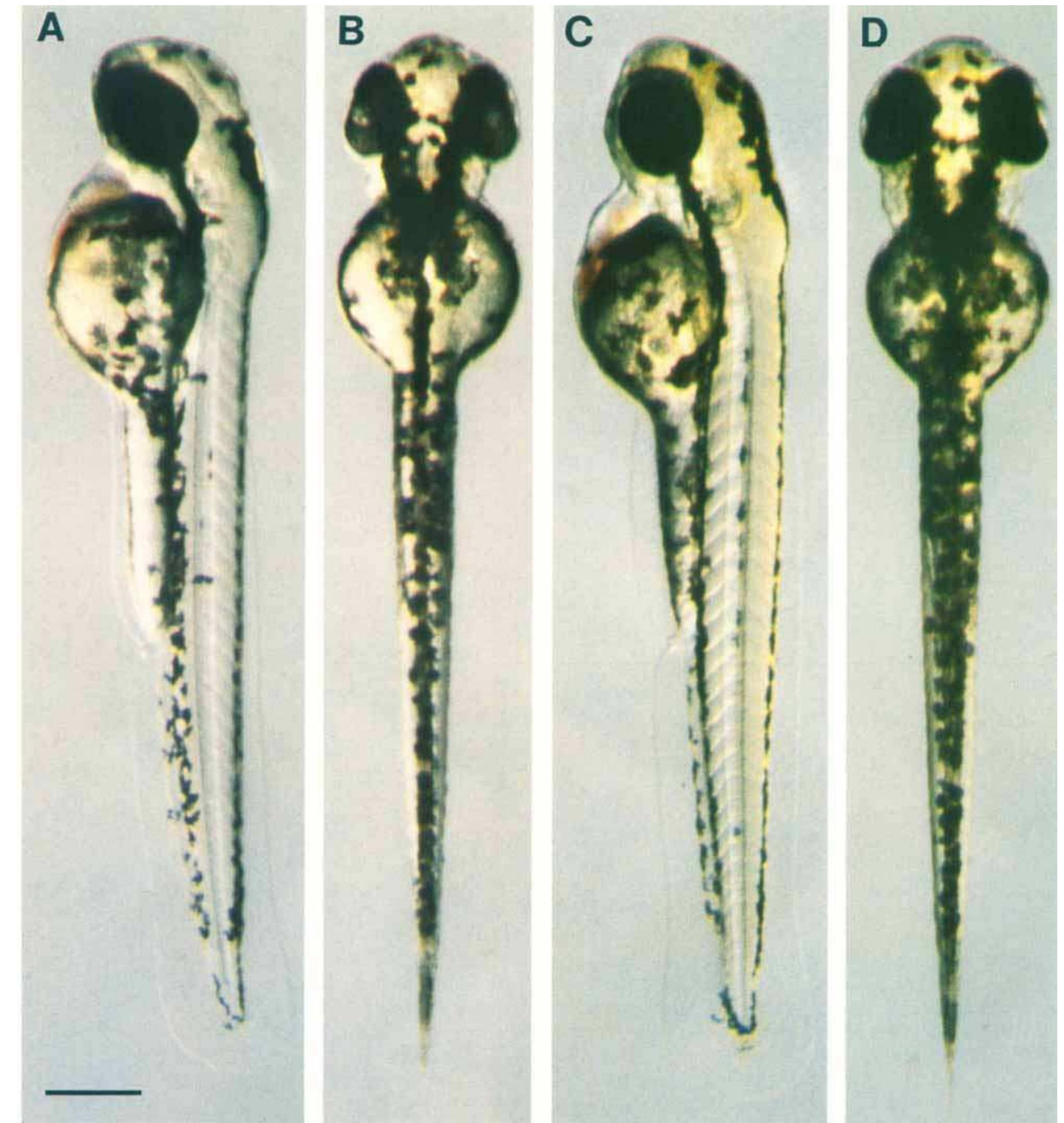(PDF) Stages of embryonic development of the zebrafish