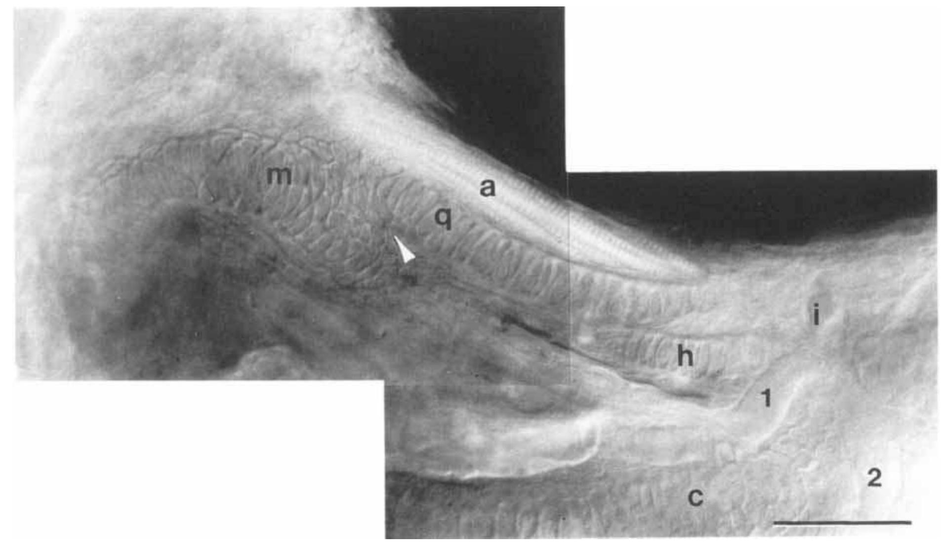 (PDF) Stages of embryonic development of the zebrafish