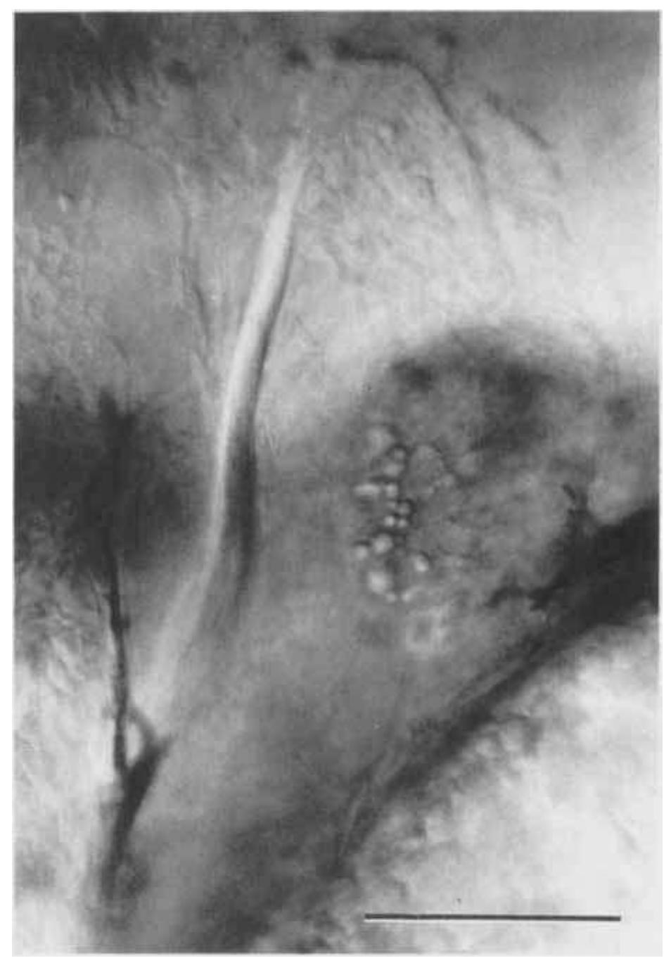 (PDF) Stages of embryonic development of the zebrafish