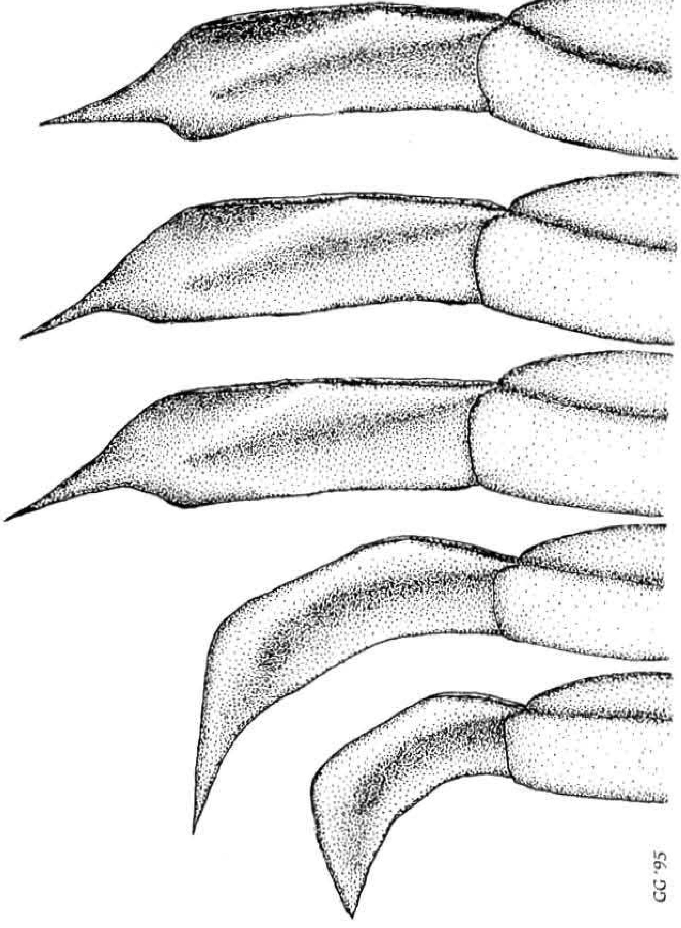 Eoredlichia intermedia (lu 1940). schematic drawings of the