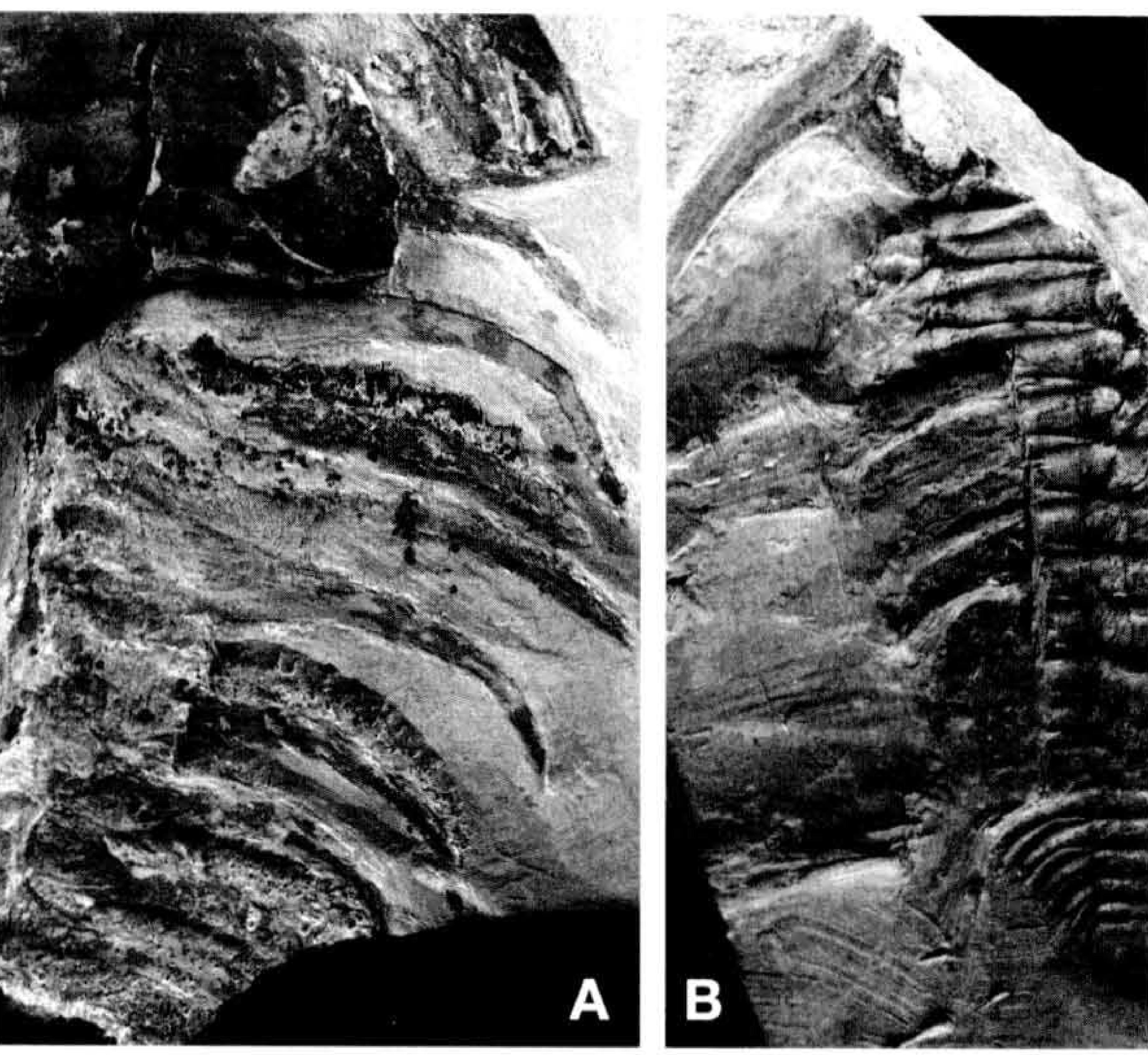More slender, diverging distal flagella. the distal flag