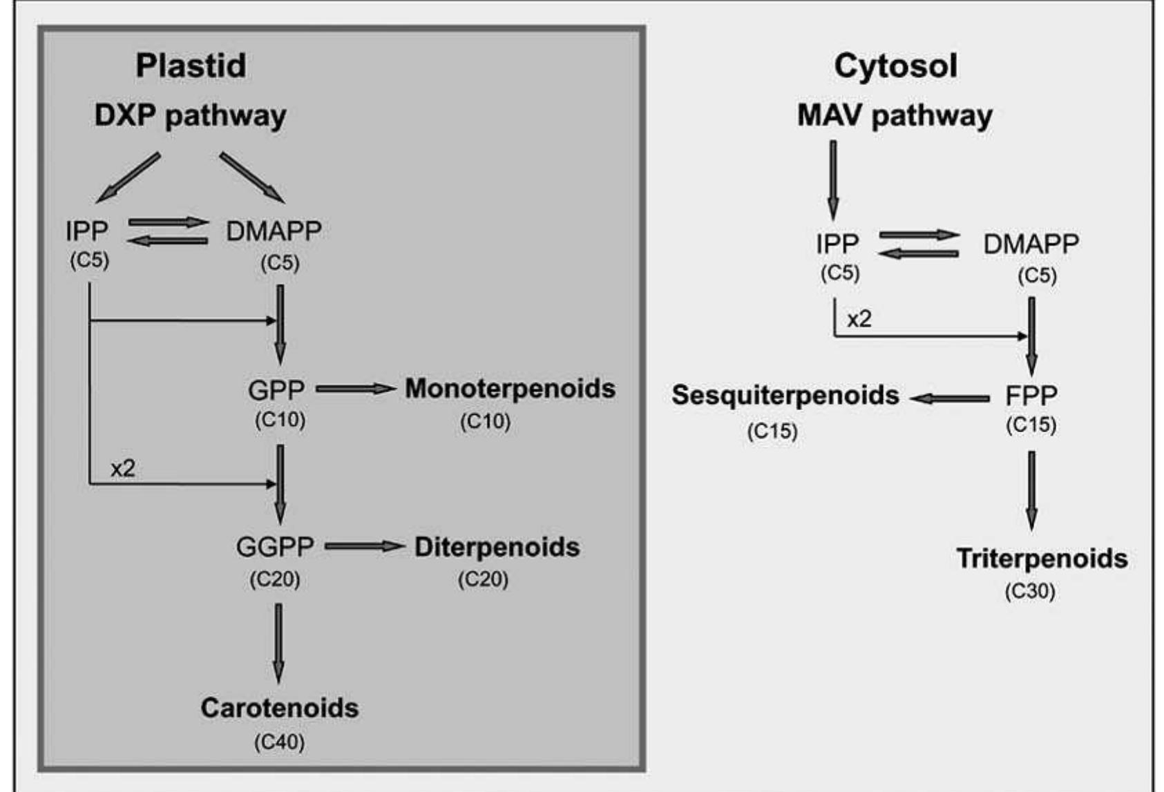 (1). schematic overview of terpenoid biosynthesis in plants.