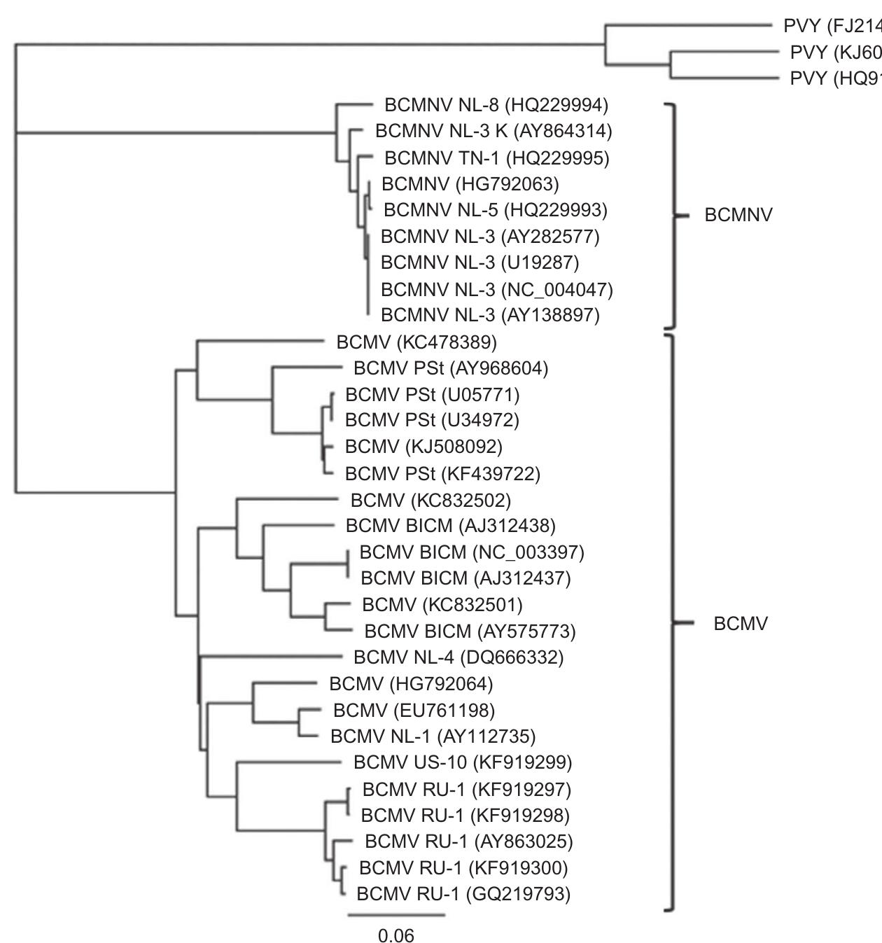 Phylogenetic Tree Of Bean Common Mosaic Virus Bcmv And